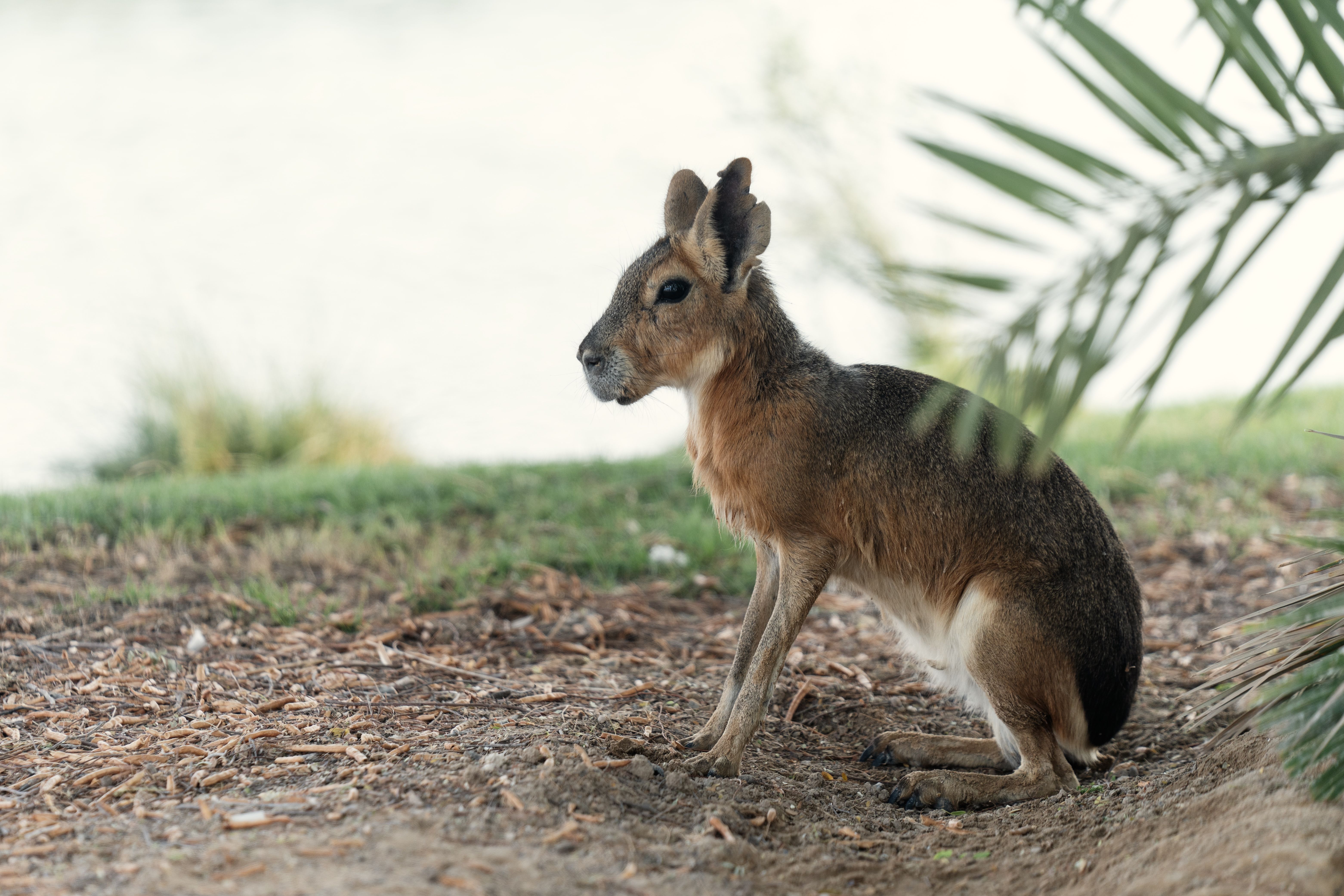 A small animal sitting on the ground near a palm tree · Free Stock Photo