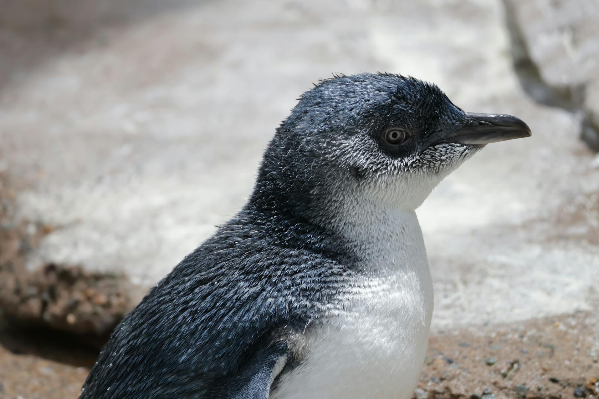 Discover Little Blue Penguin Facts You Need to Know Here