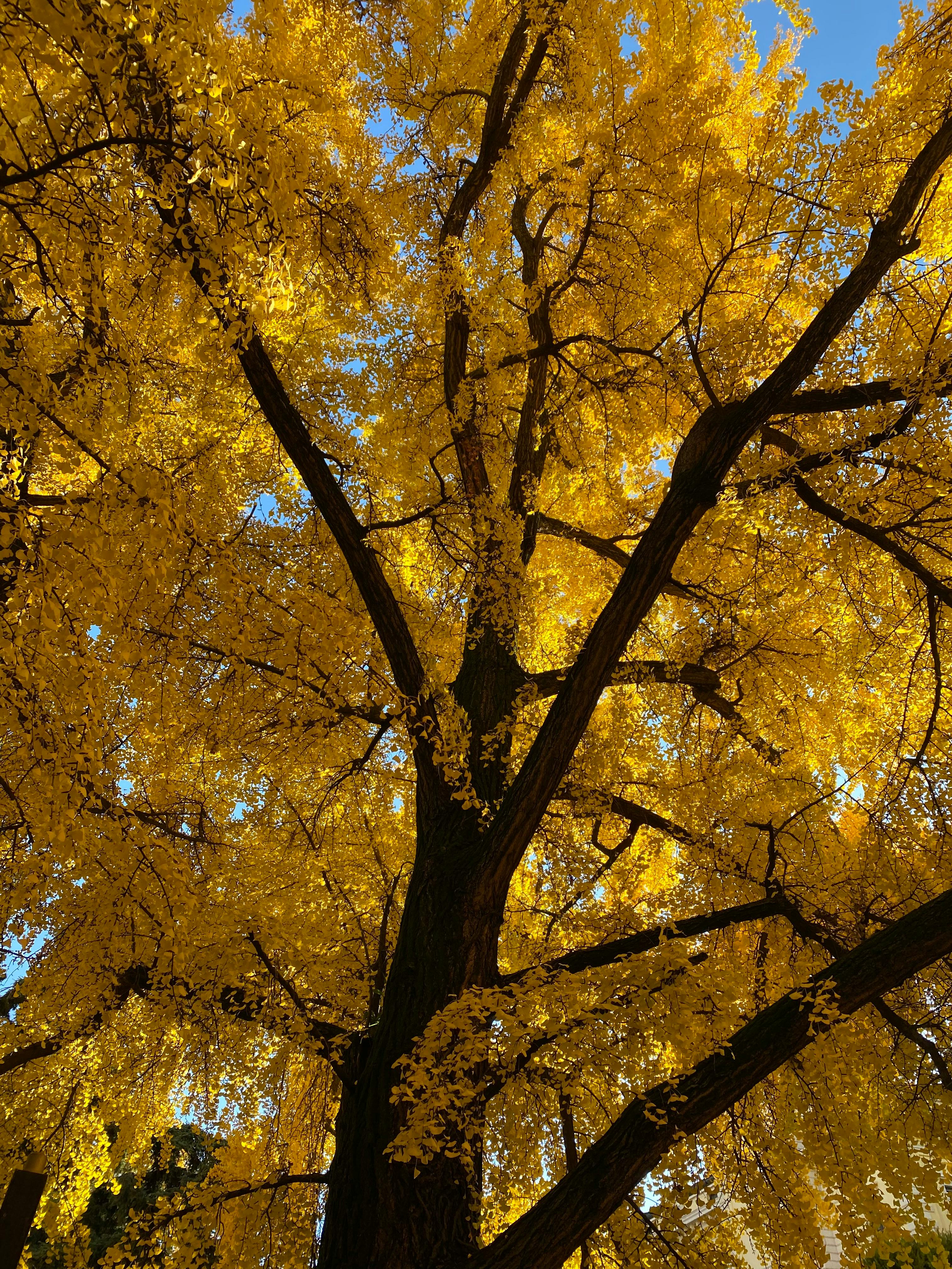 A yellow tree with yellow leaves against a blue sky · Free Stock Photo