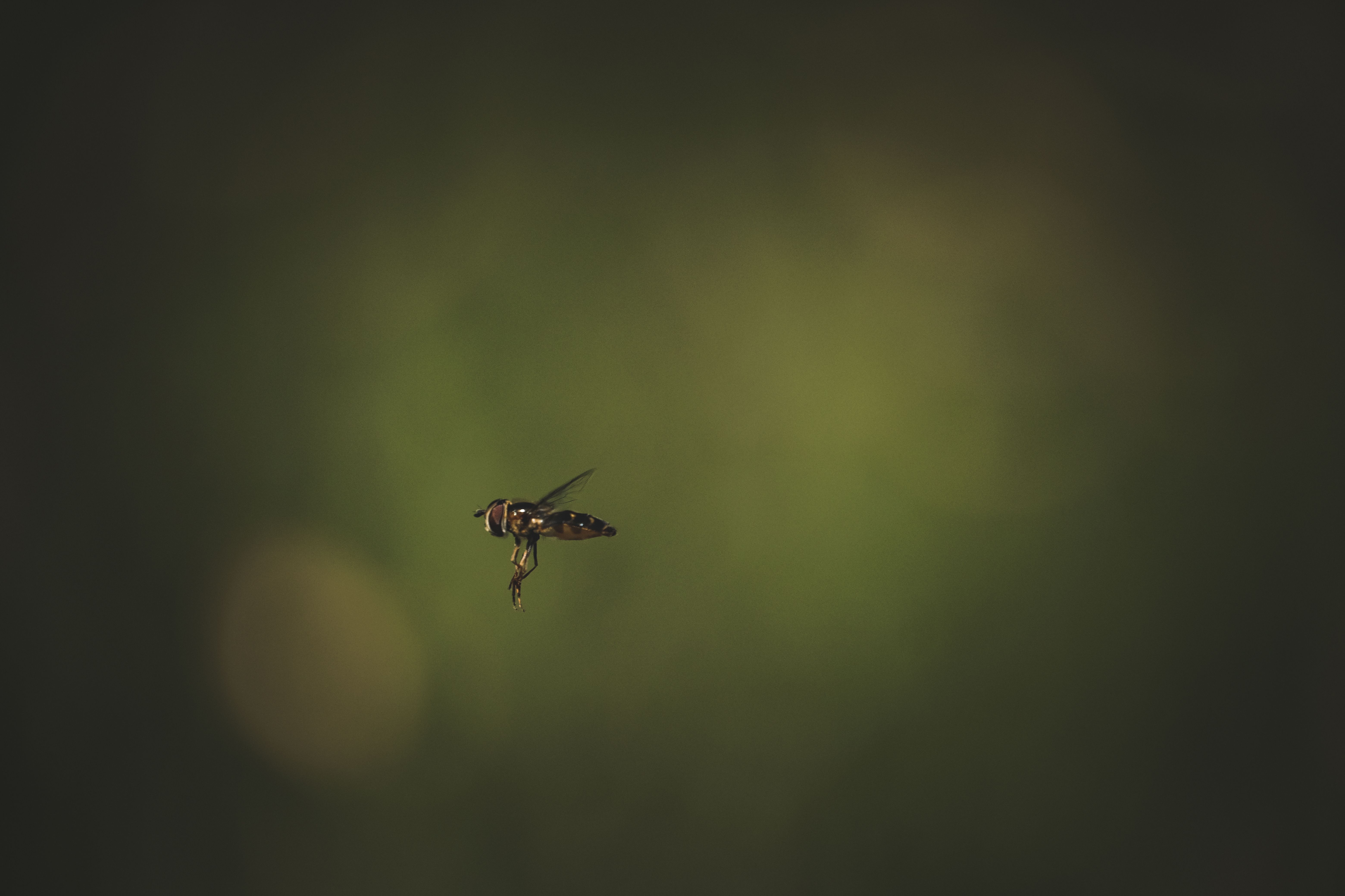 A small insect flying through the air in front of a green background ...