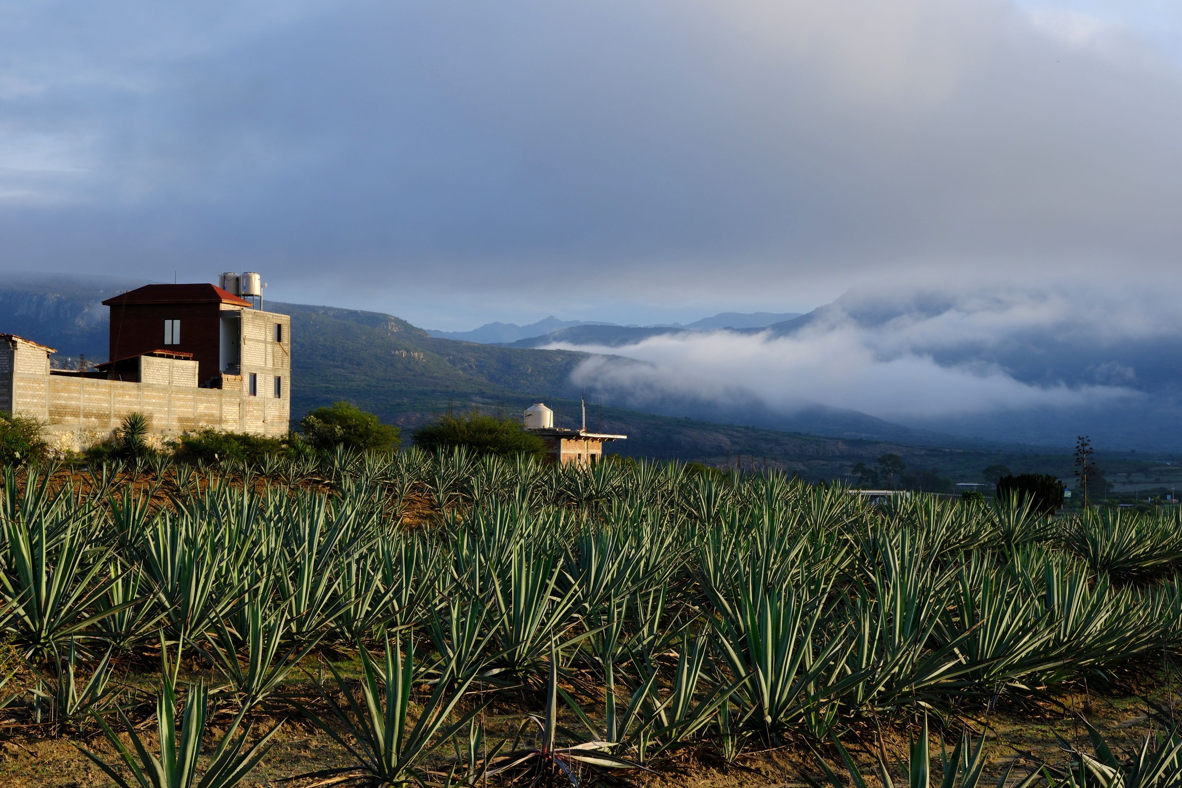 Foto de stock gratuita sobre agave, agricultura, agricultura ...