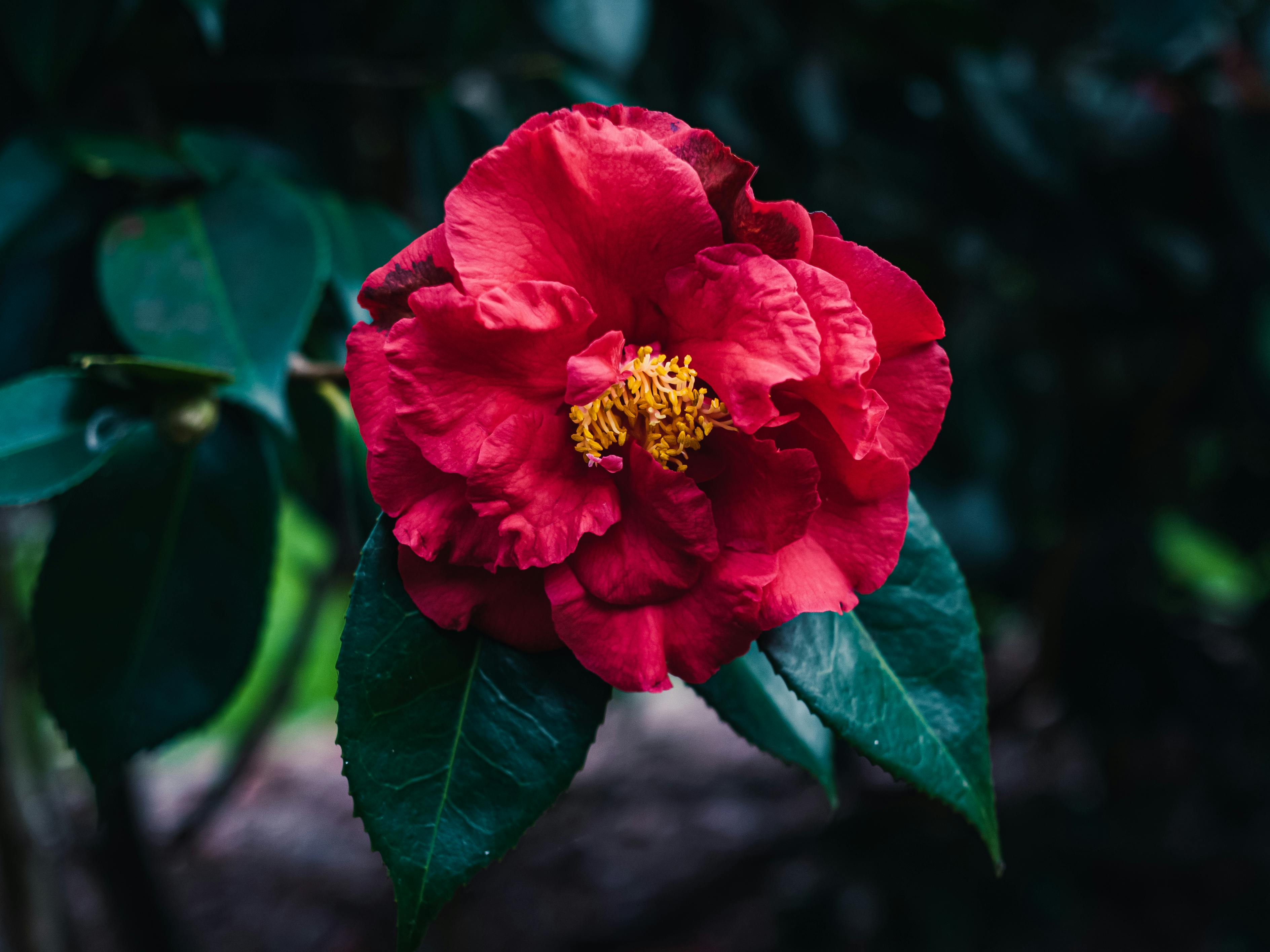 5mb Photo Photos, Download The BEST Free 5mb Photo Stock Photos & HD Images