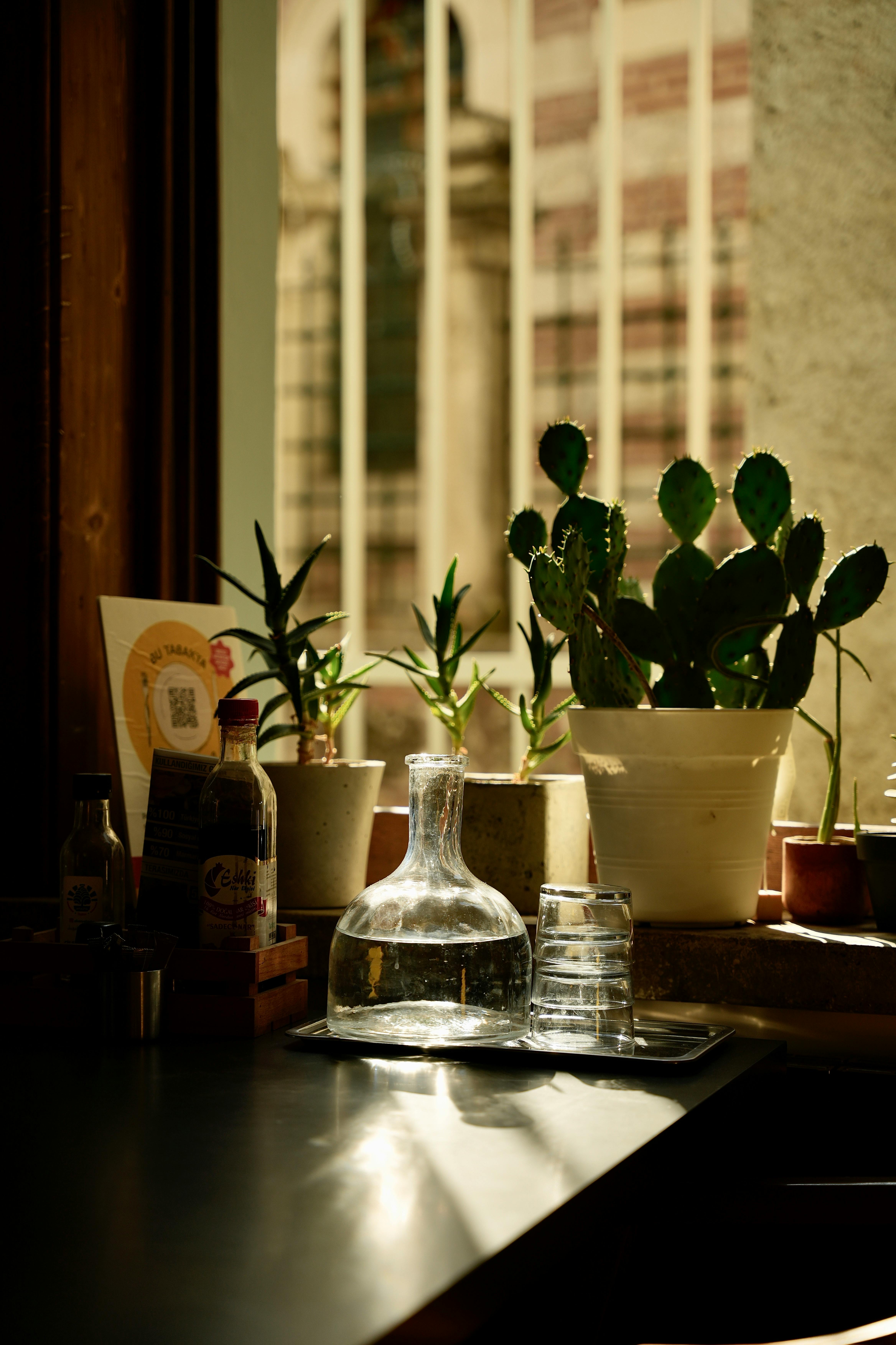 Green Leaf Plant in White Pot Located Near the Window · Free Stock Photo