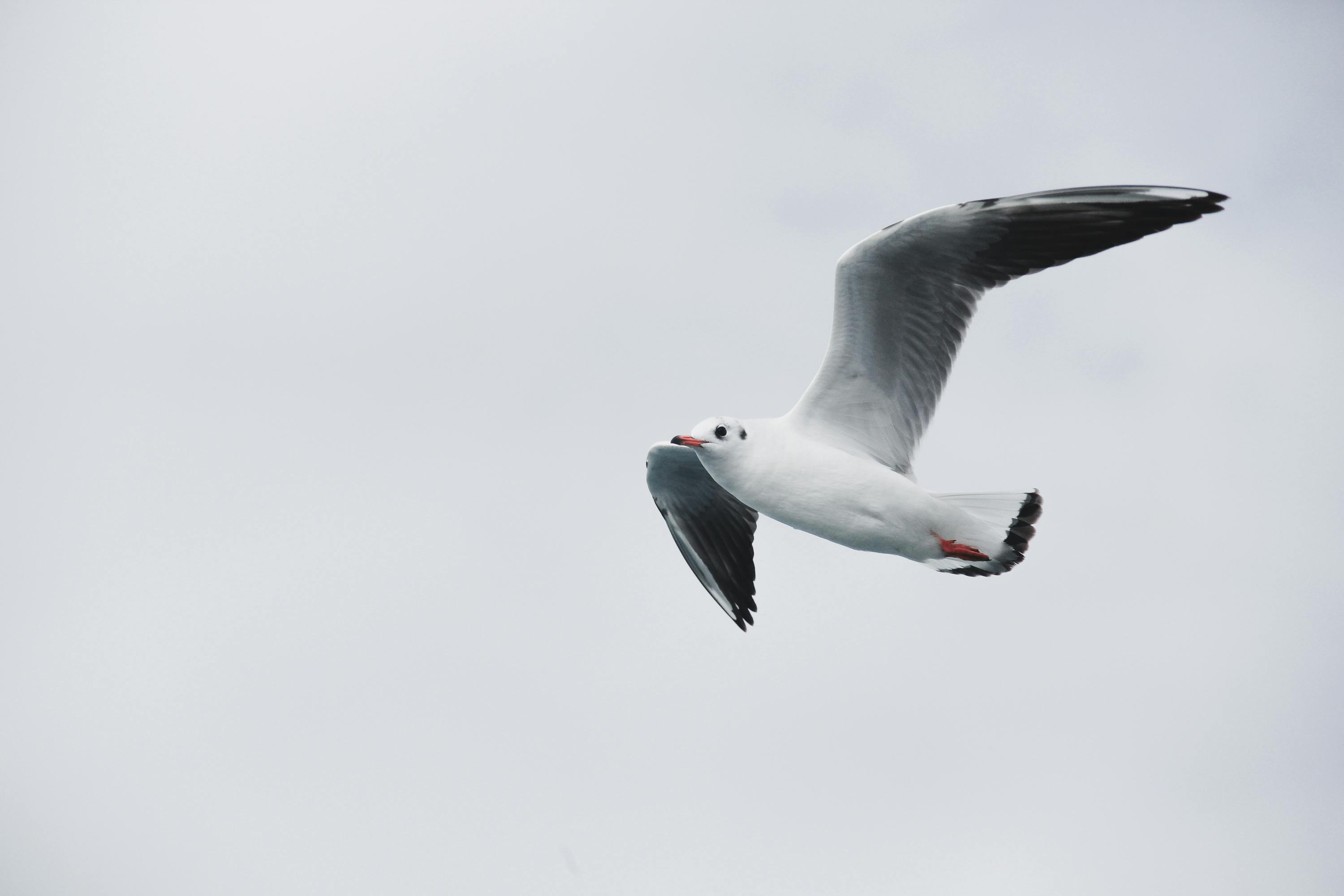 White and Grey Bird Flying Freely at Blue Cloudy Sky · Free Stock Photo