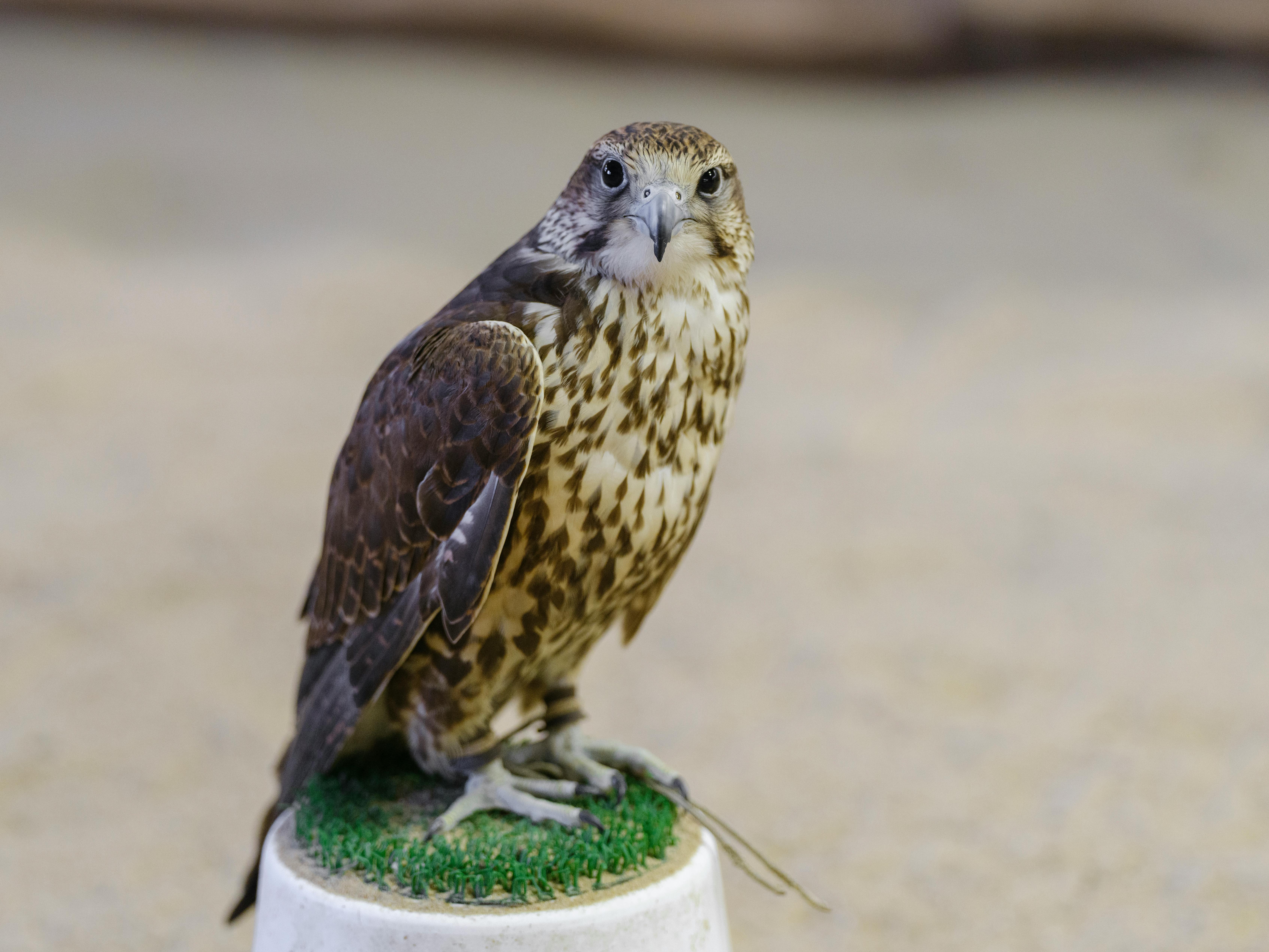 a falcon in captivity · Free Stock Photo
