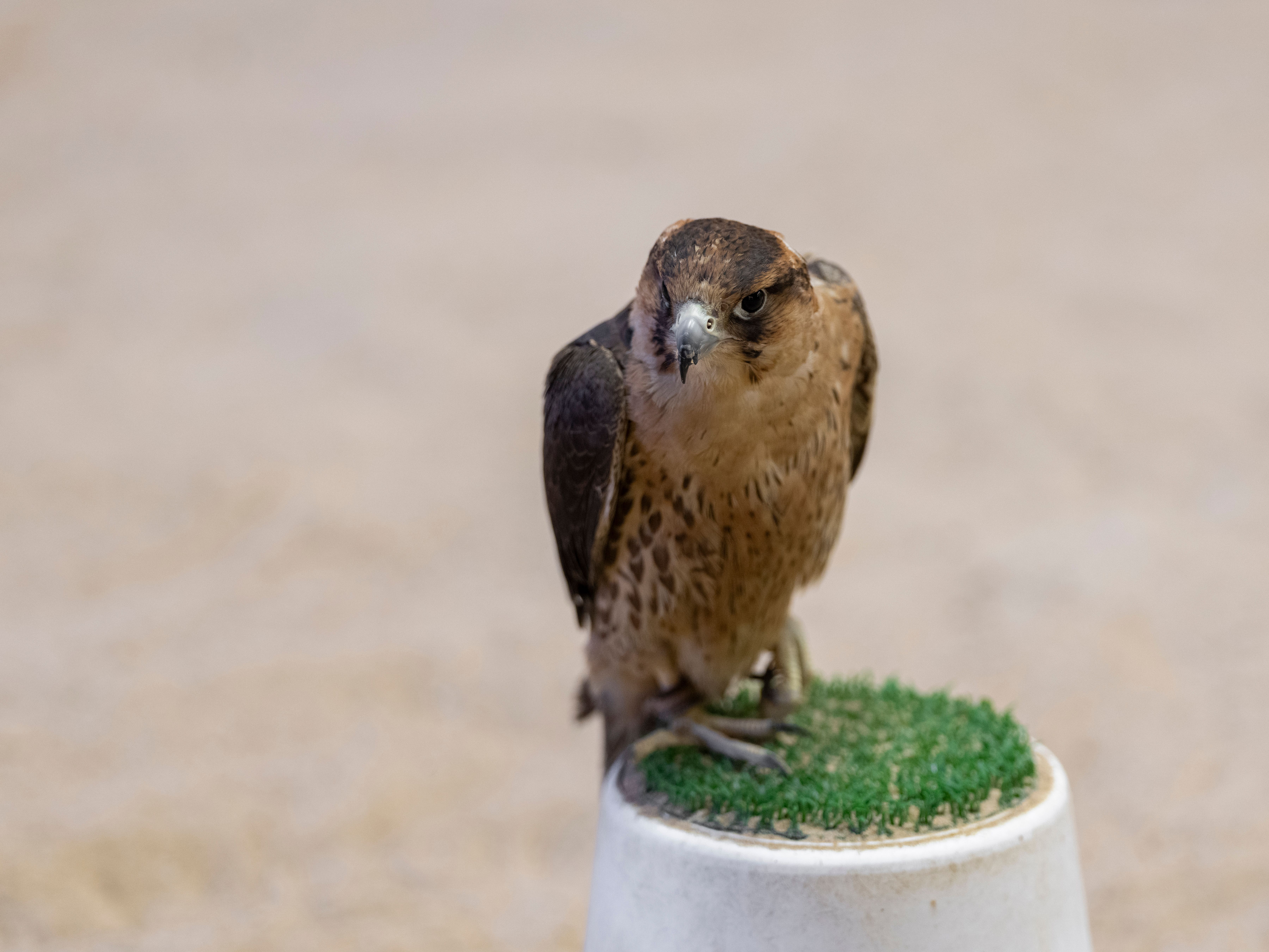 Typical Raptor Pose Photos, Download The BEST Free Typical Raptor Pose ...