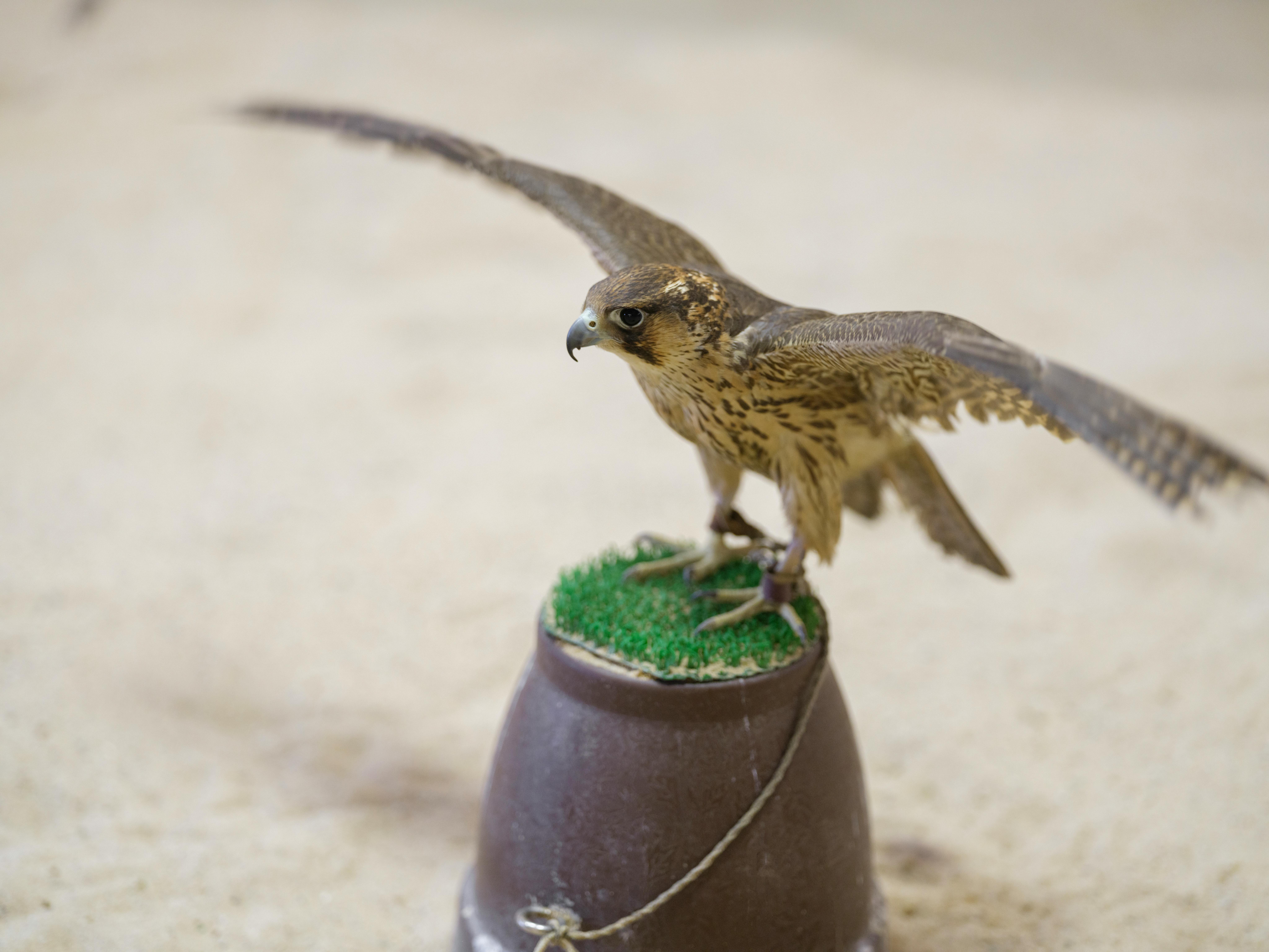 a traditionally trained hawk · Free Stock Photo