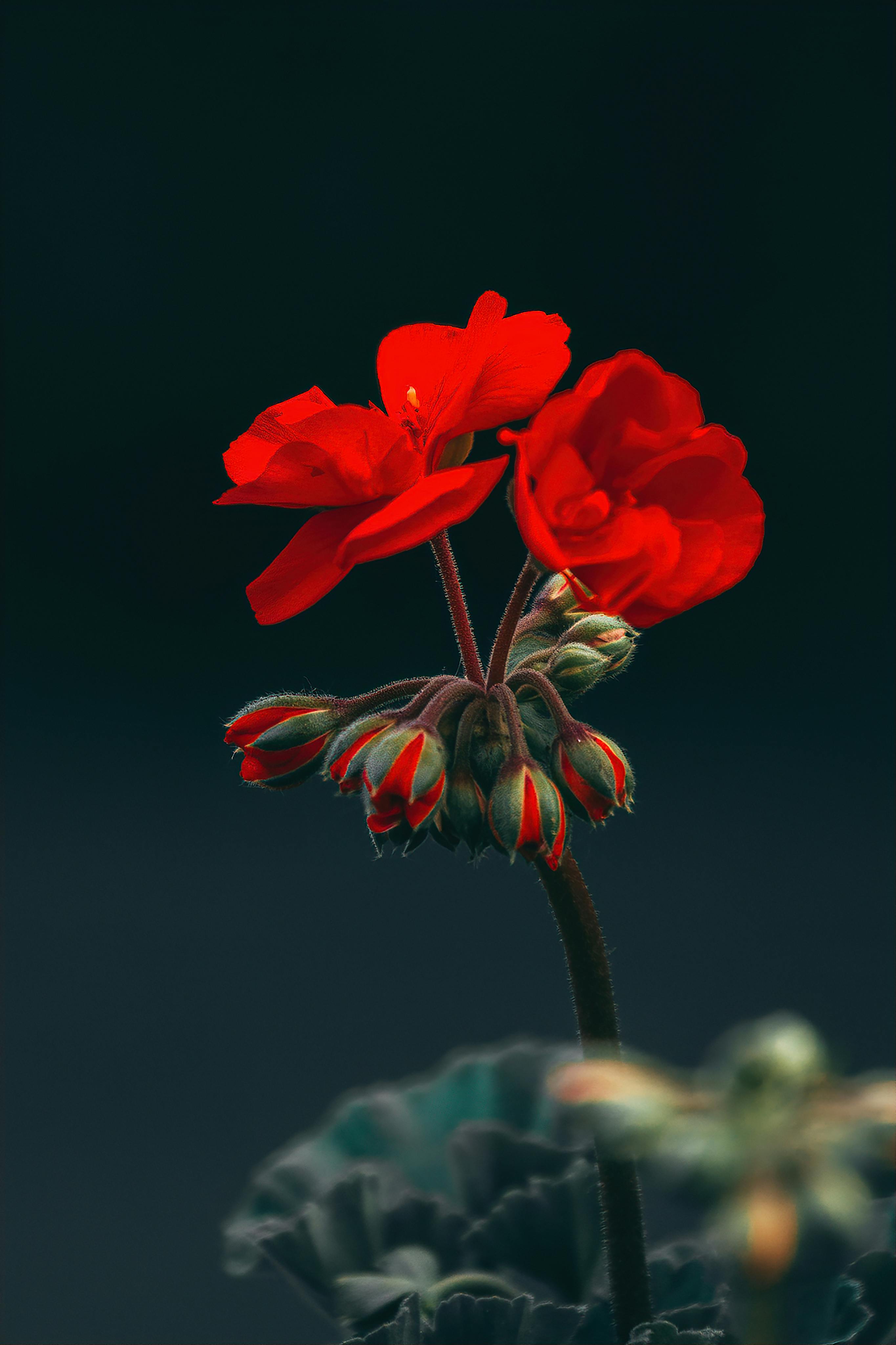 Imagine de stoc gratuită cu a închide, botanic, botanică, colorat ...