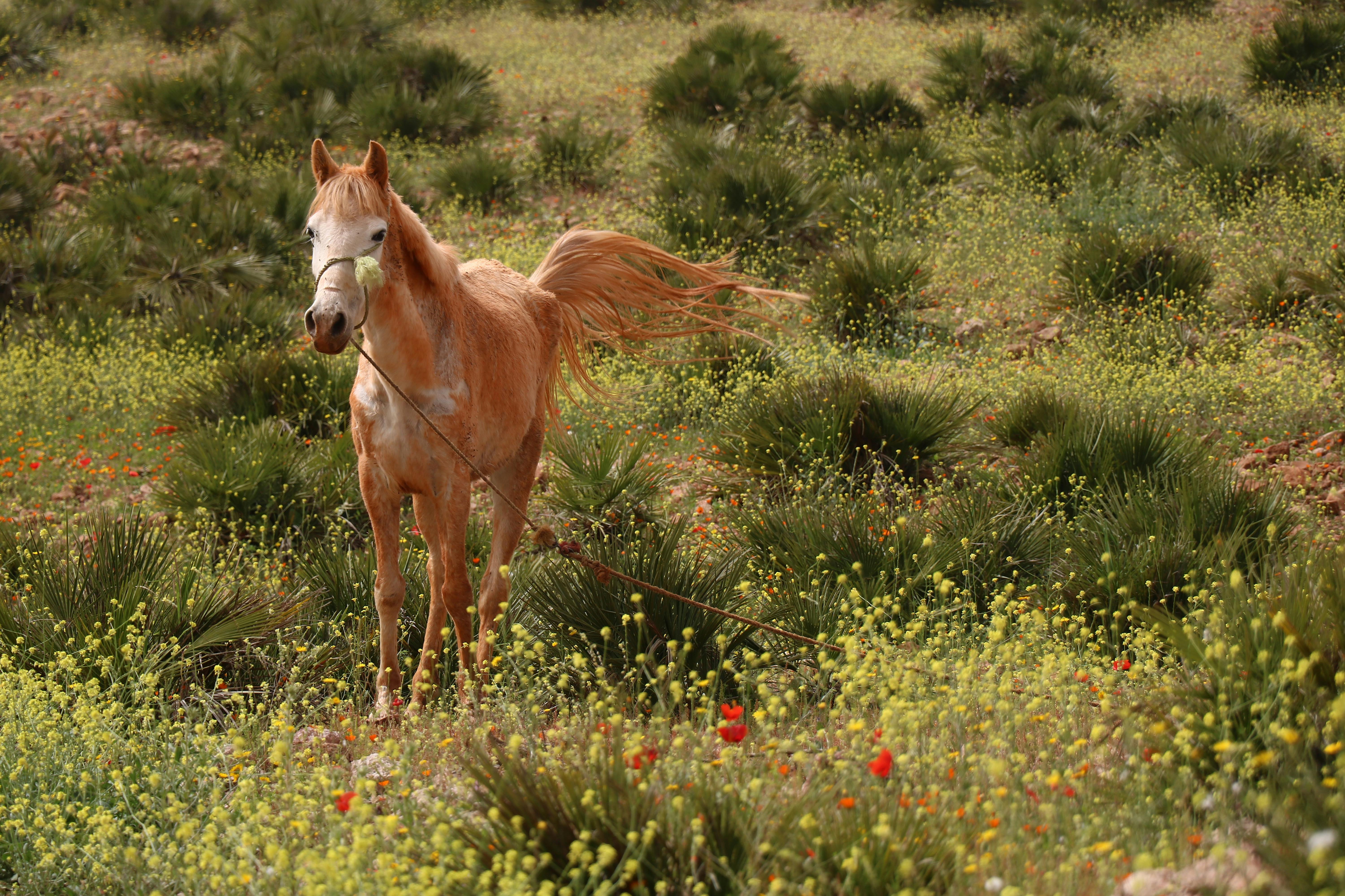 Morocco Indiana Photos, Download The BEST Free Morocco Indiana Stock ...