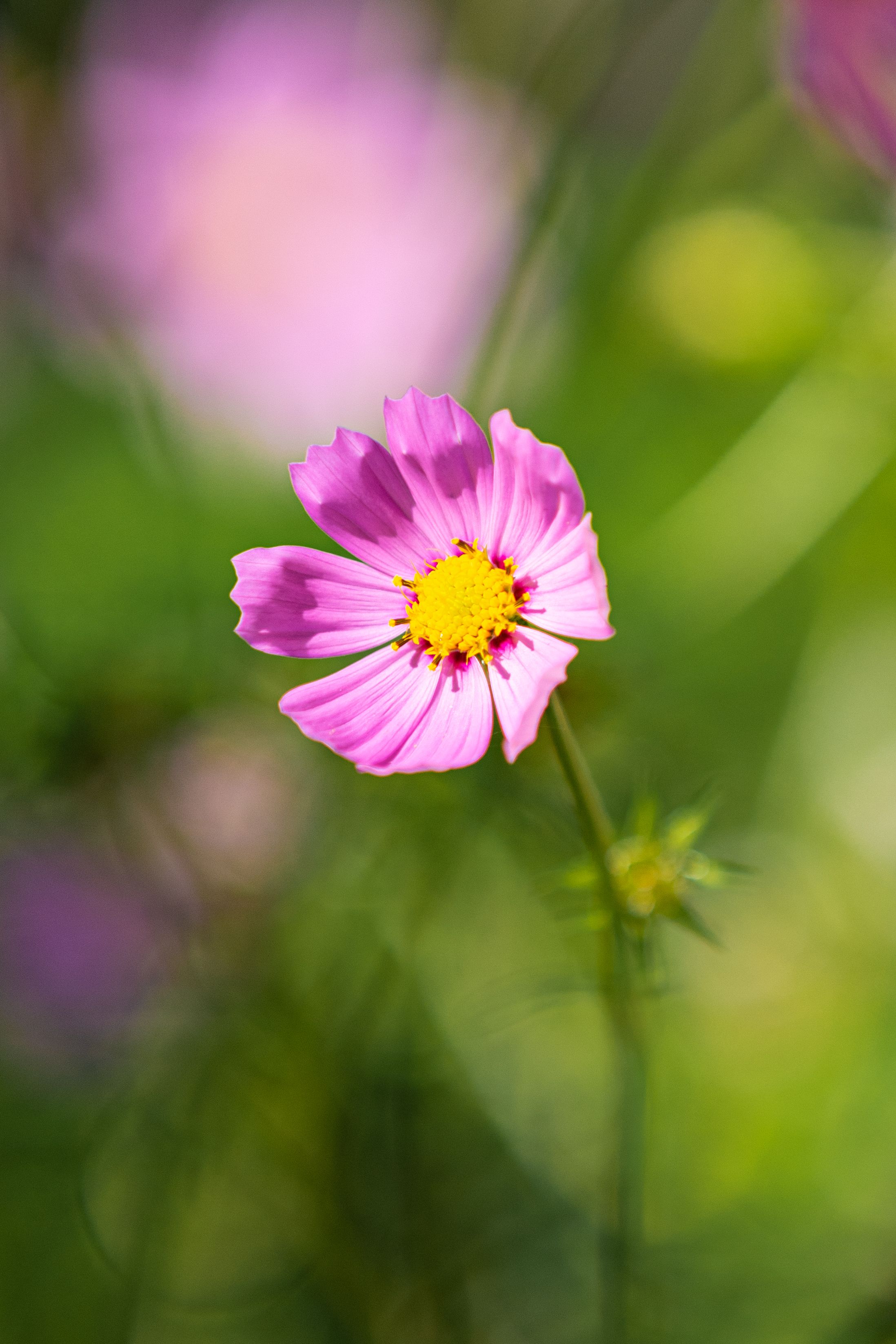 pembe çiçek · Free Stock Photo