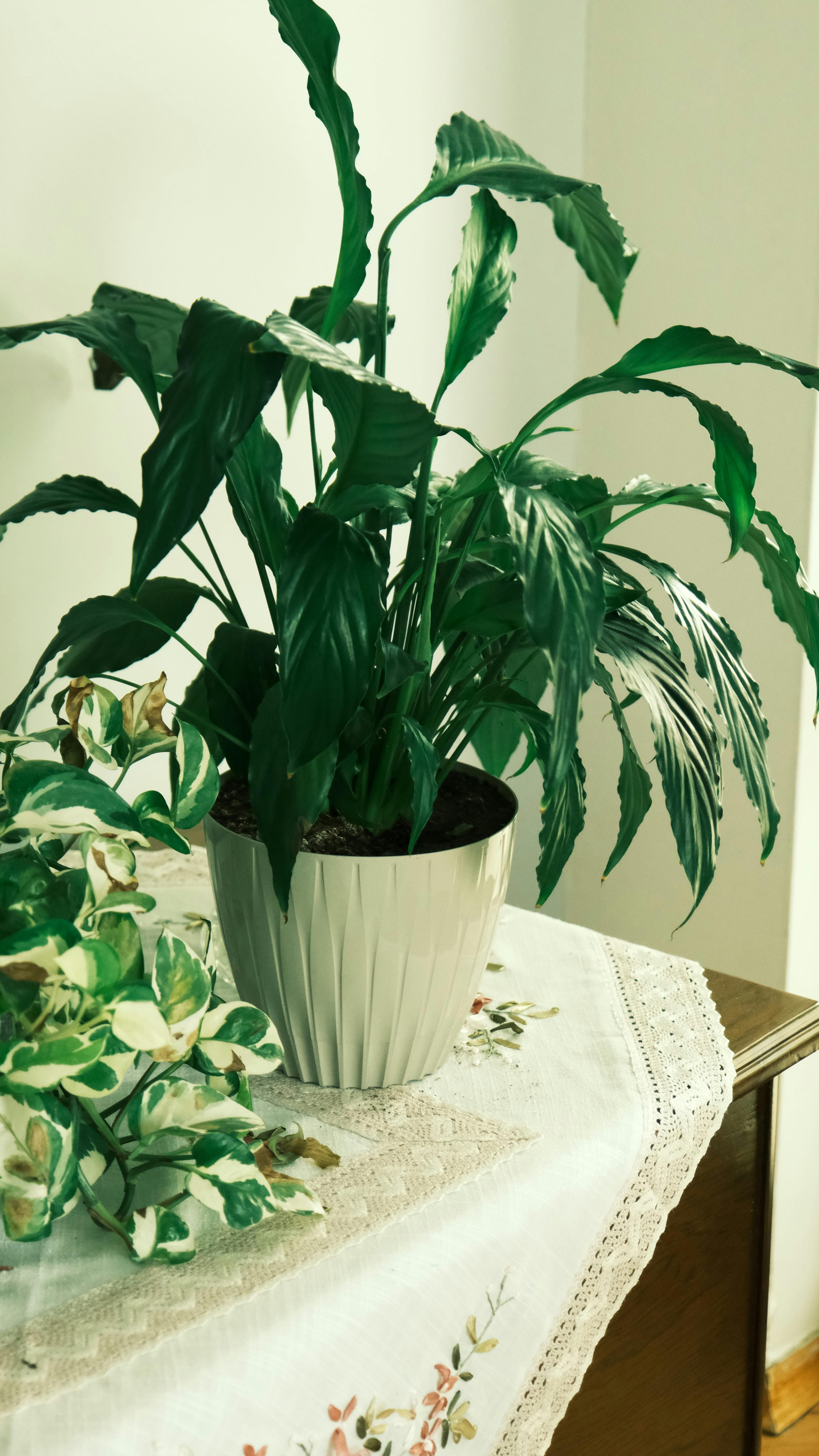 A plant sitting on a table next to a vase · Free Stock Photo