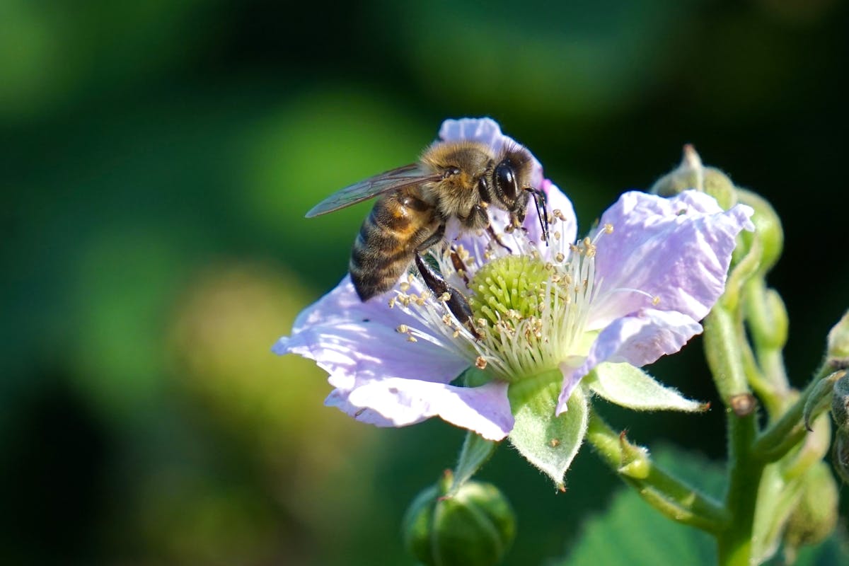 Honey Bee Background Photos, Download The BEST Free Honey Bee ...