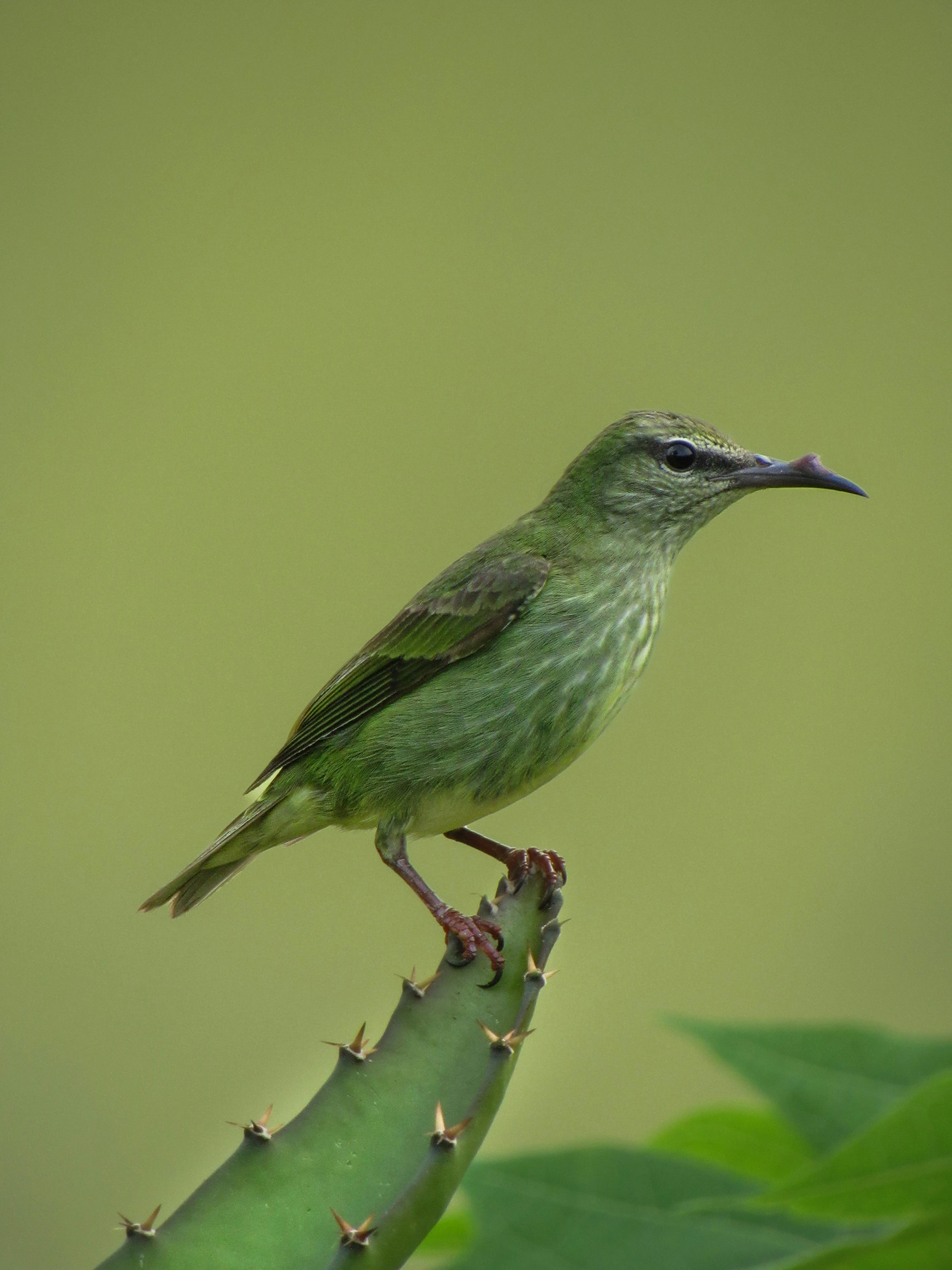 Ampolla De Vida Bird Photos, Download The BEST Free Ampolla De Vida ...