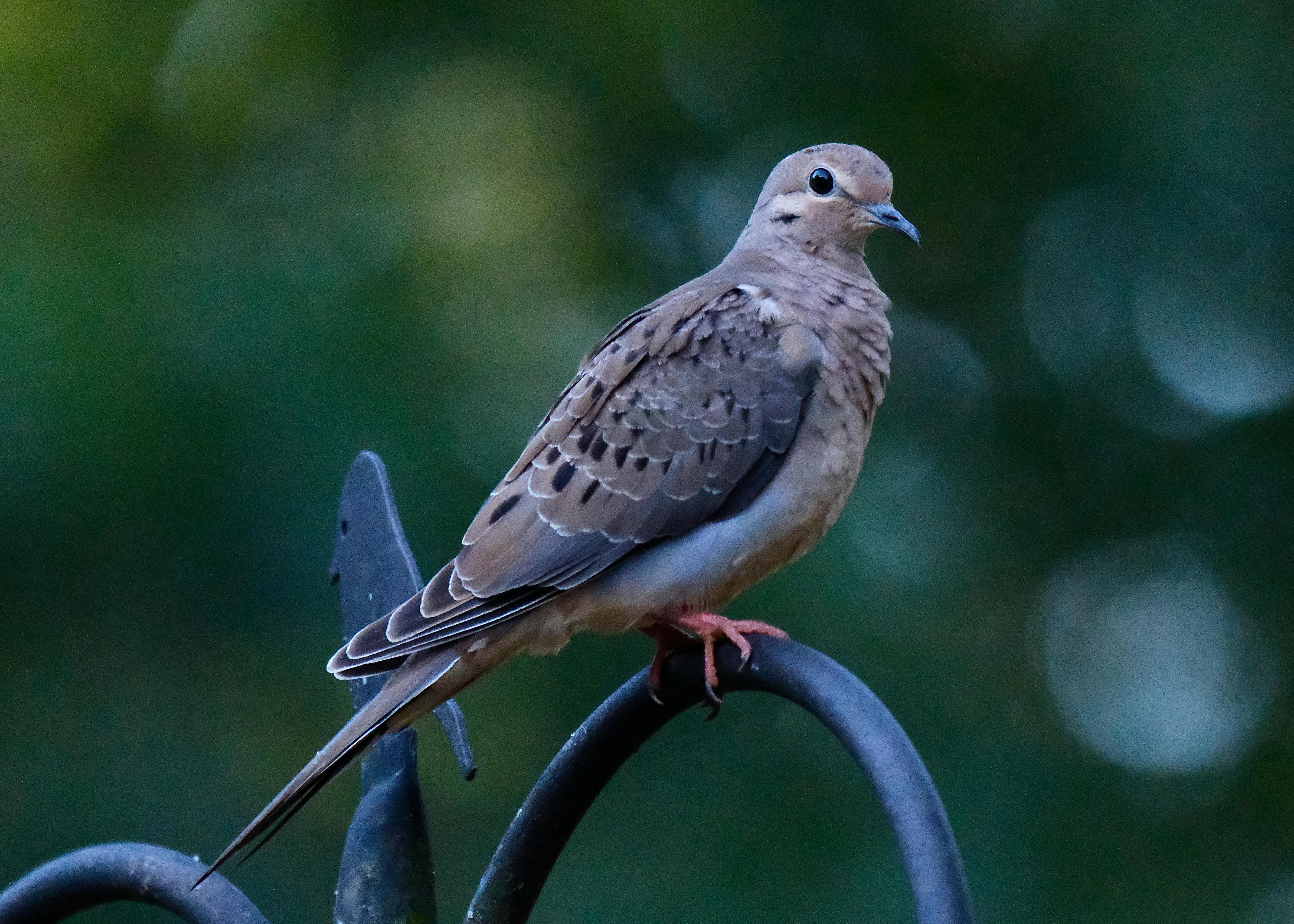 Mourning dove · Free Stock Photo