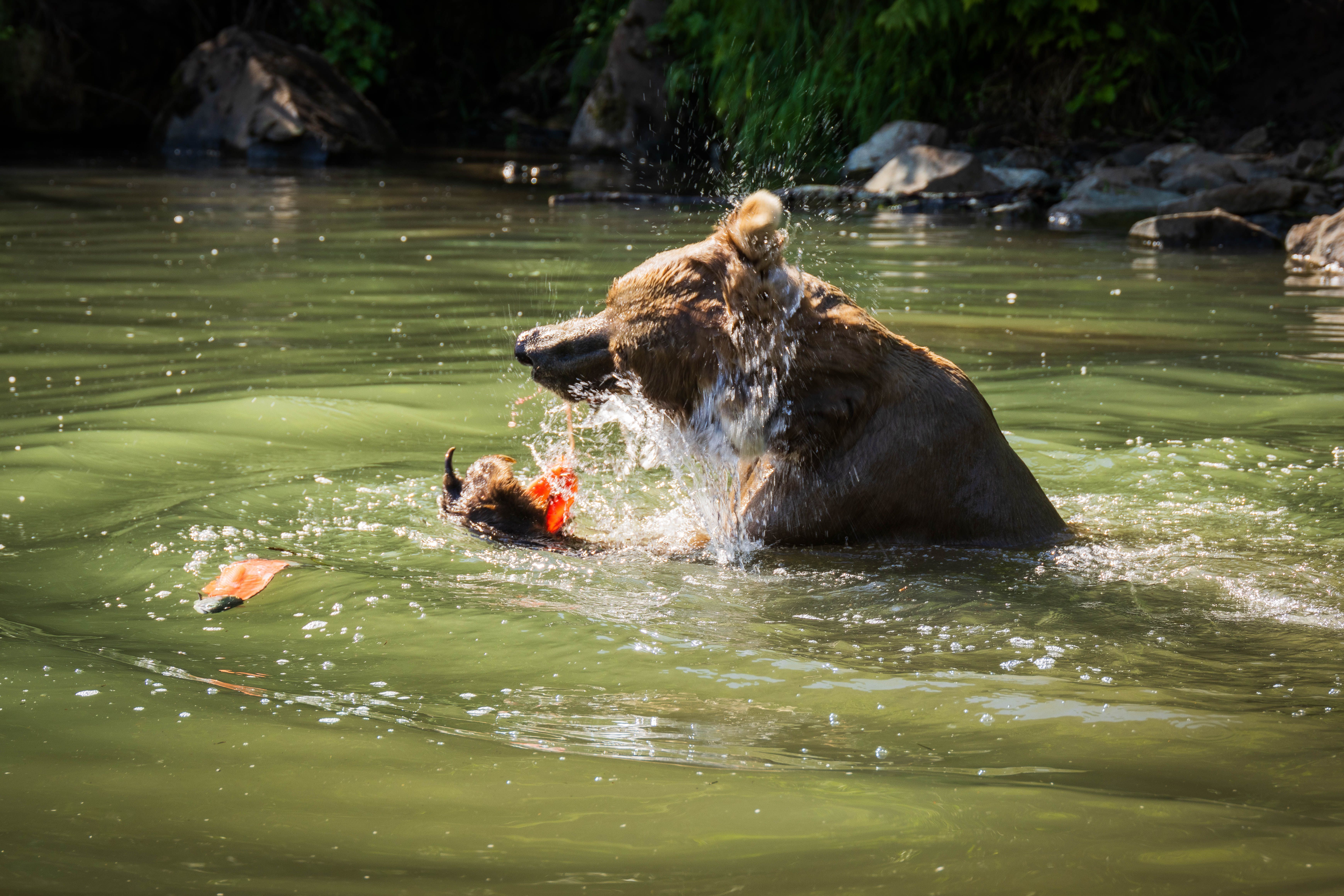 A brown bear playing with a frisbee in the water · Free Stock Photo