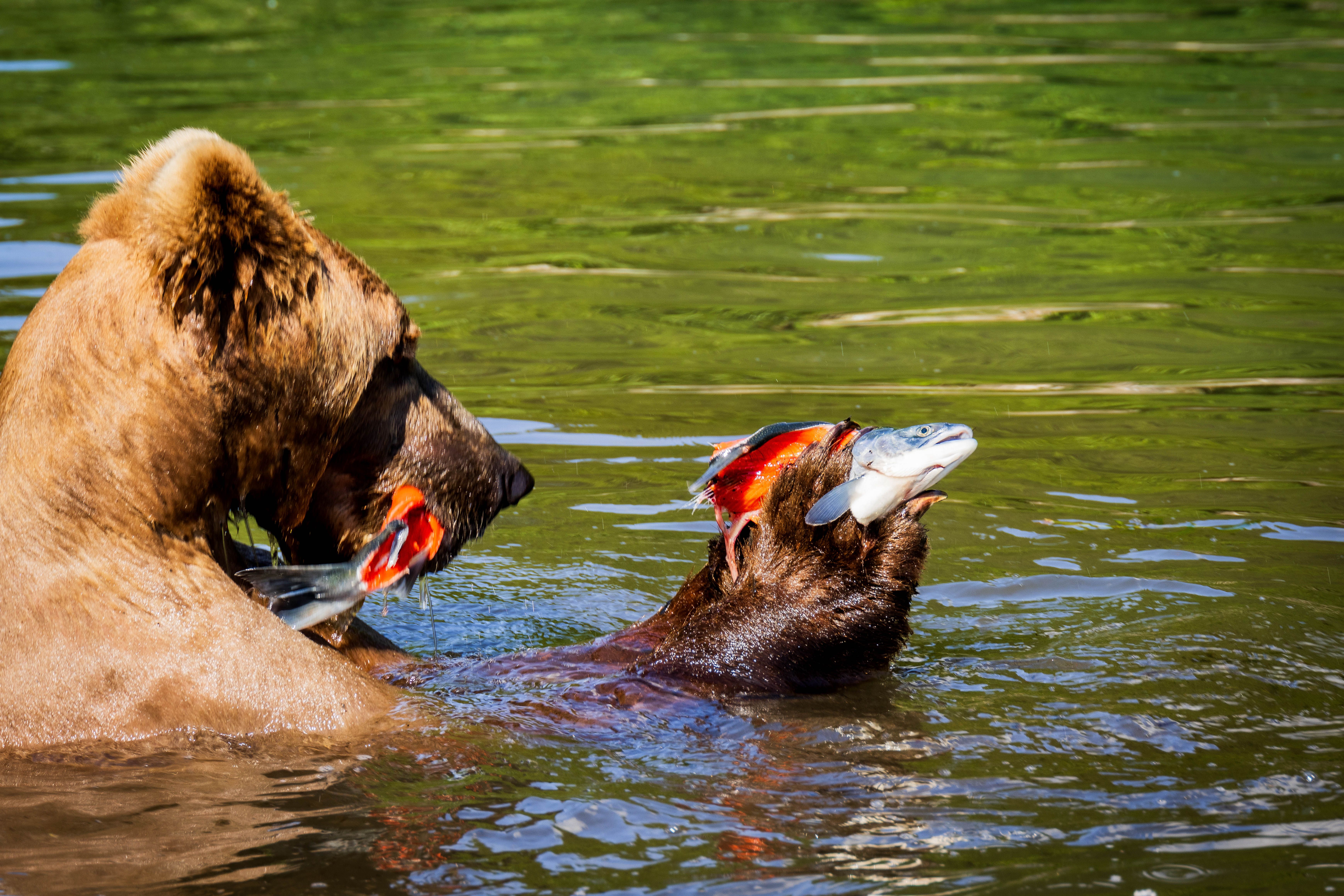 Foto de stock gratuita sobre agua, al aire libre, alaska, américa del ...