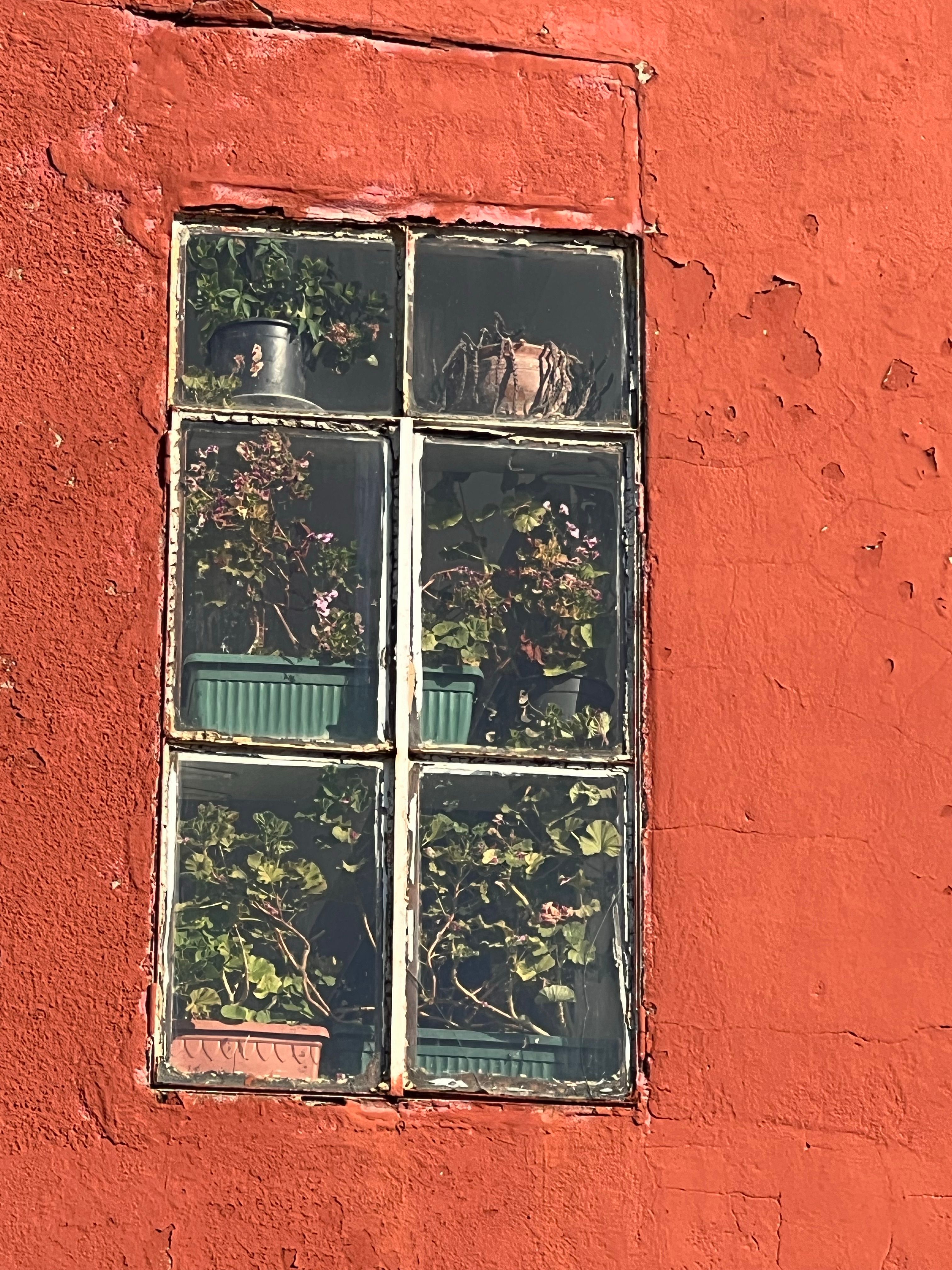 A window with plants in it and a red wall · Free Stock Photo