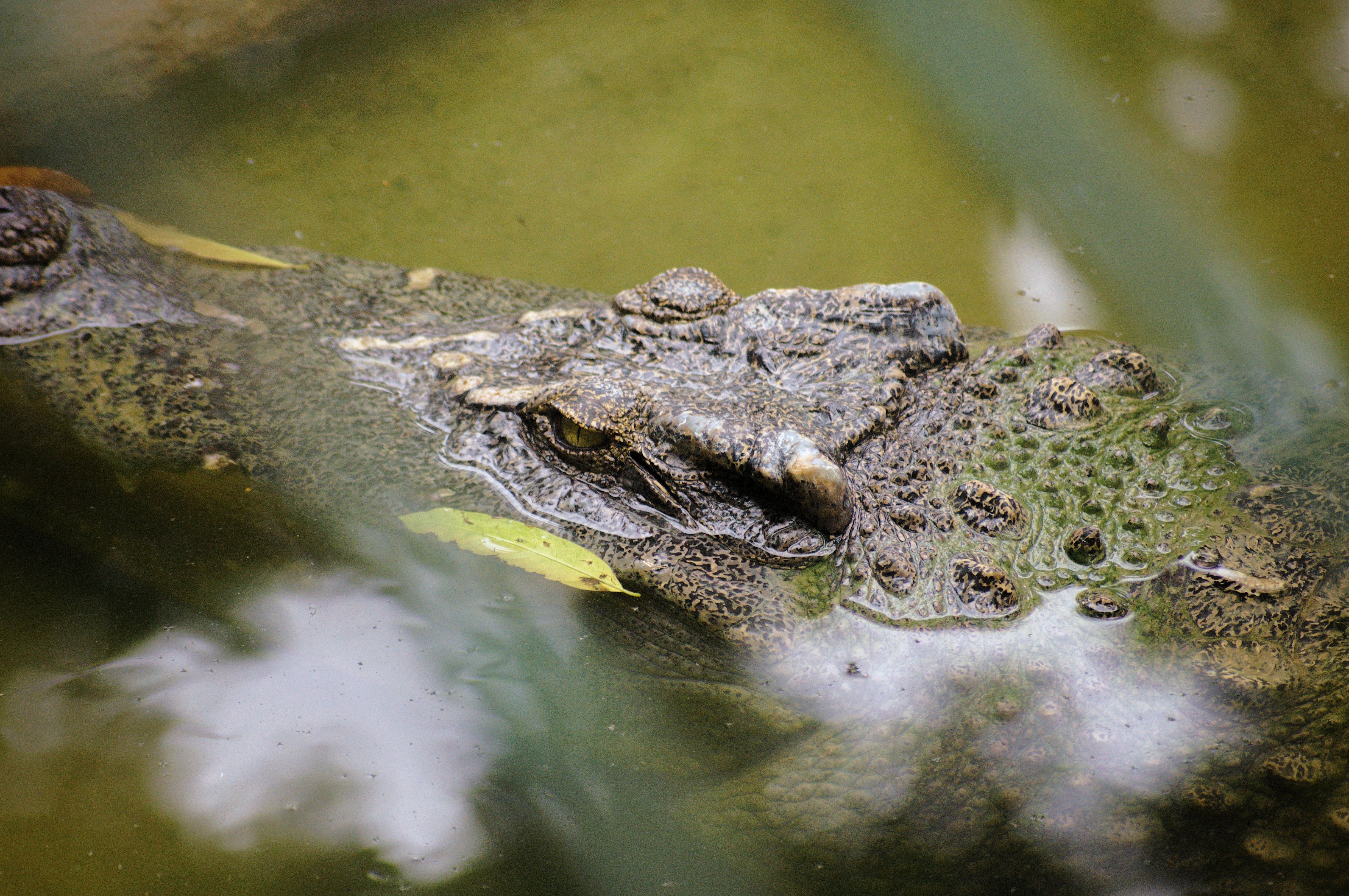 Gray Crocodile · Free Stock Photo
