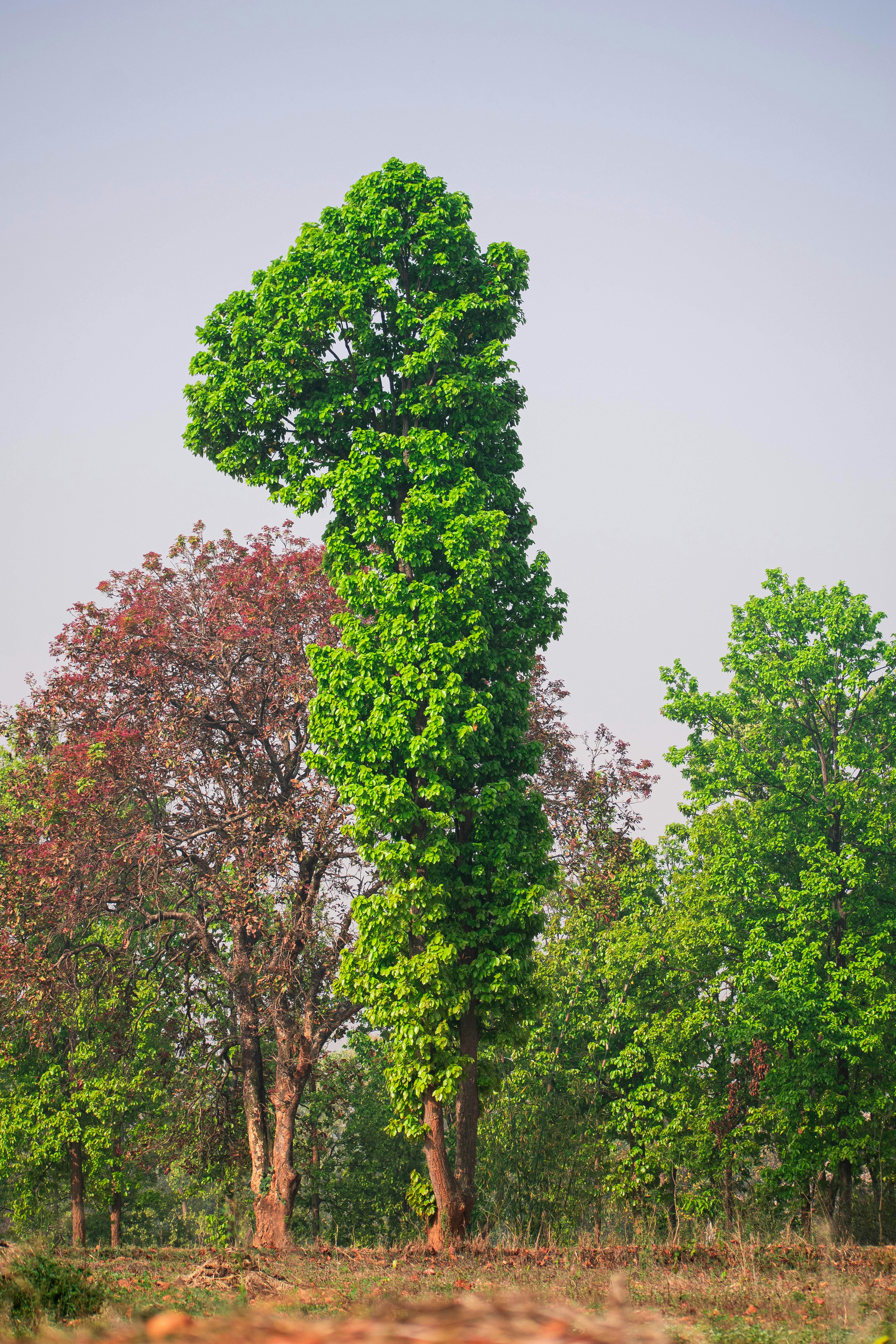 sakhua tree · Free Stock Photo
