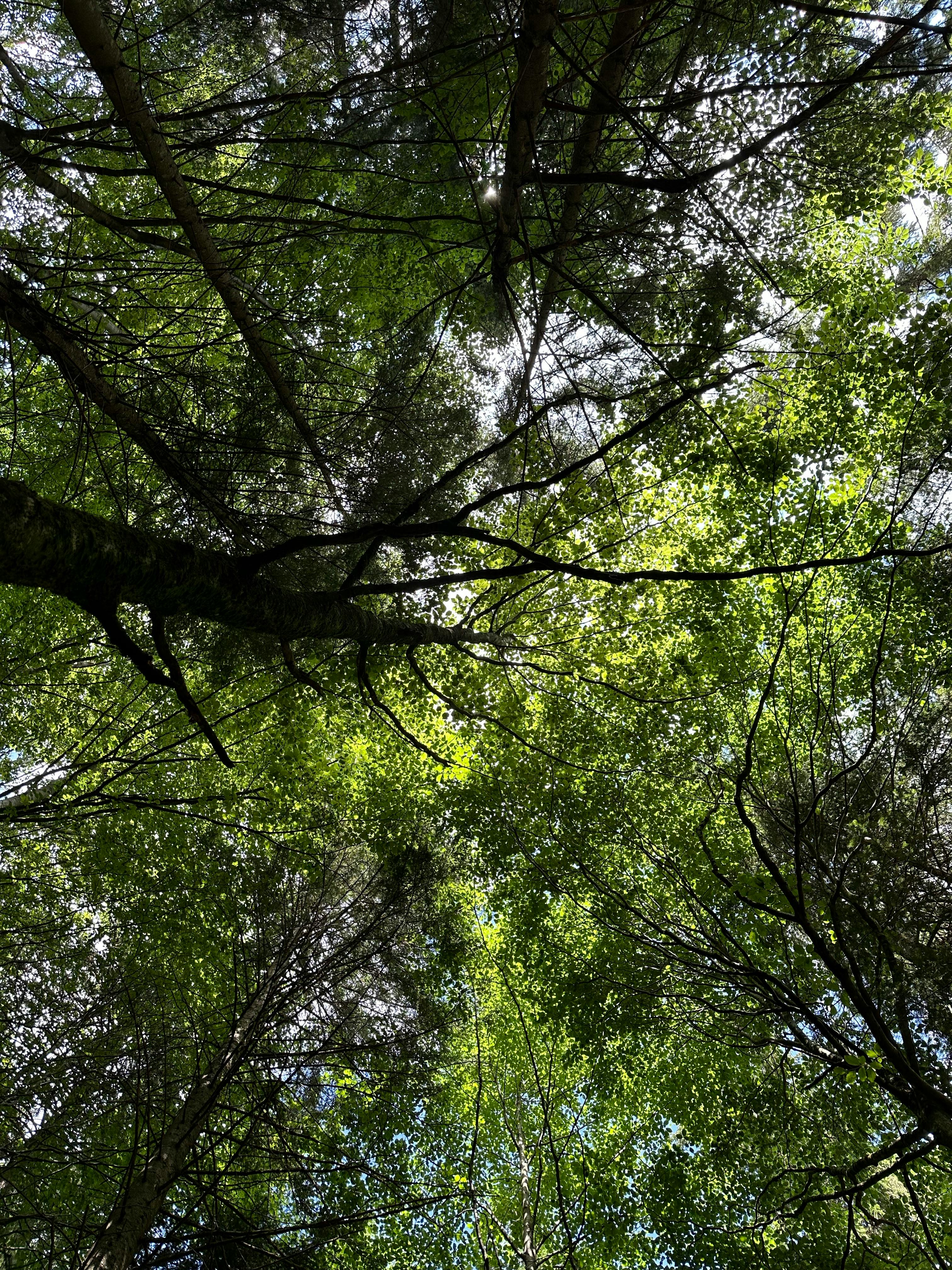 A view of the forest canopy from above · Free Stock Photo