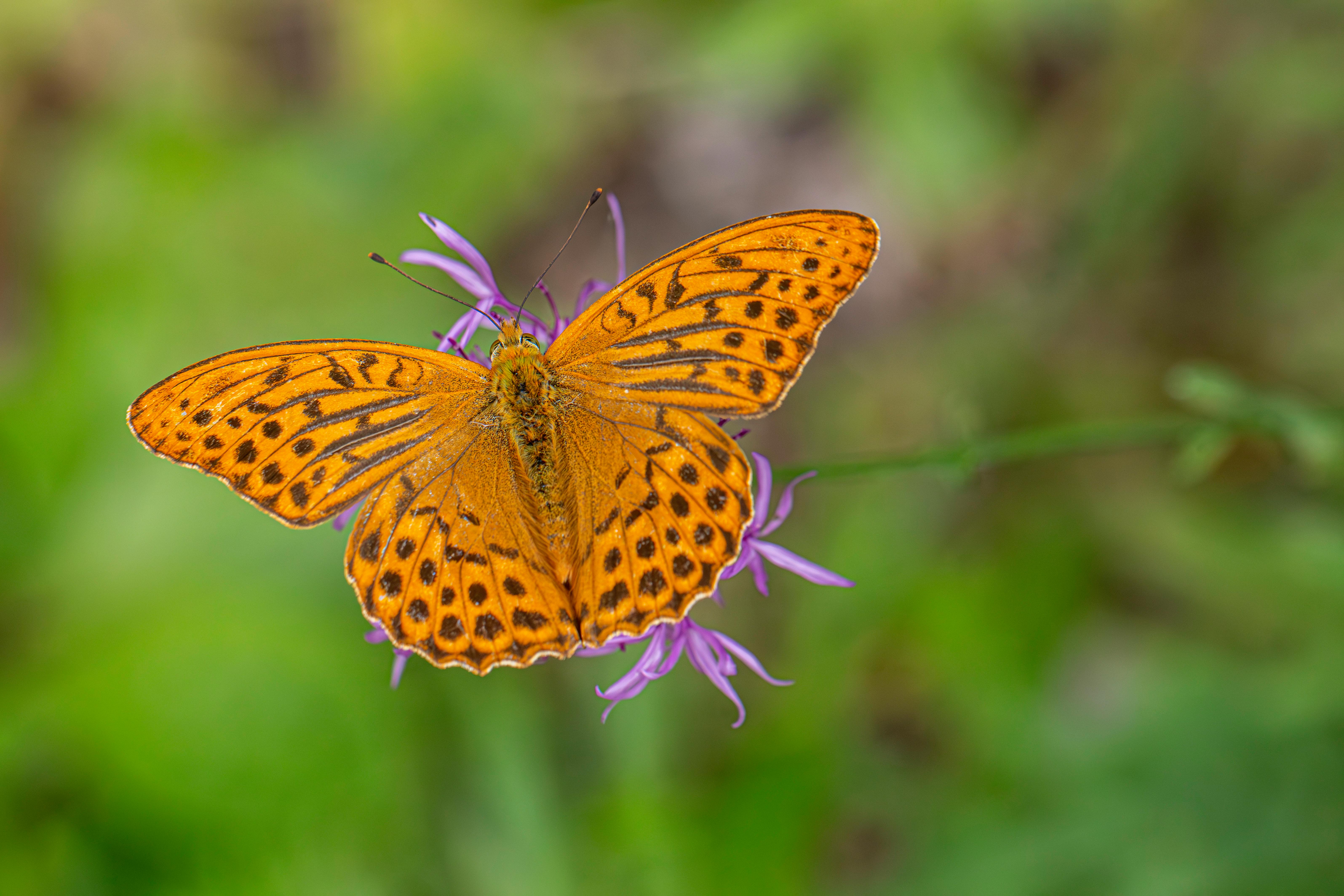 A butterfly with orange and black spots on its wings · Free Stock Photo