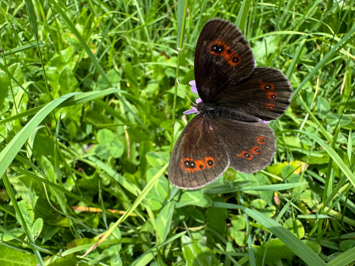 Butterfly Flying Photos, Download The BEST Free Butterfly Flying Stock ...