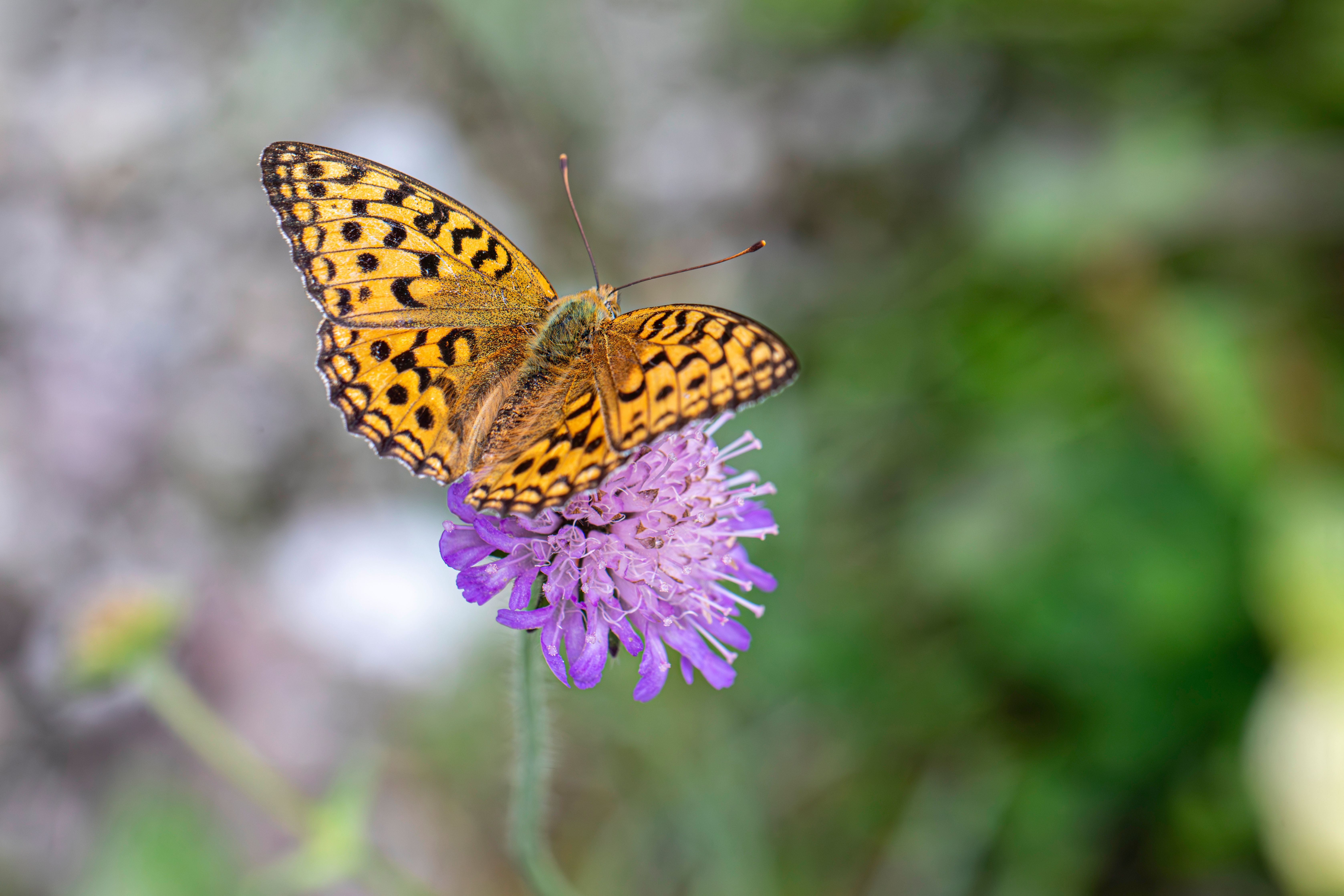 Close-up Photography of a Butterfly on top of the Pink Flower · Free ...