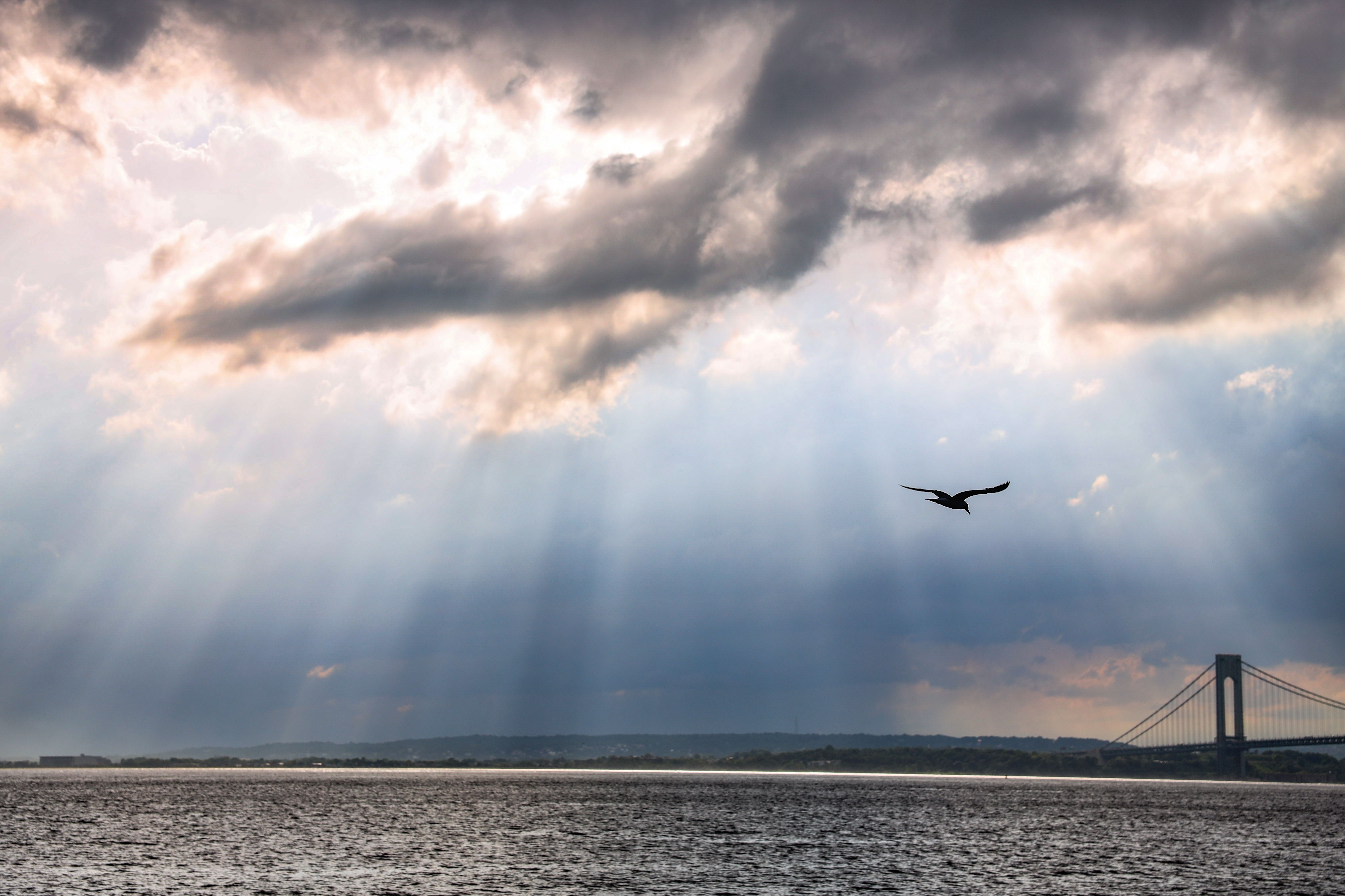A bird flies over the water with sunbeams · Free Stock Photo