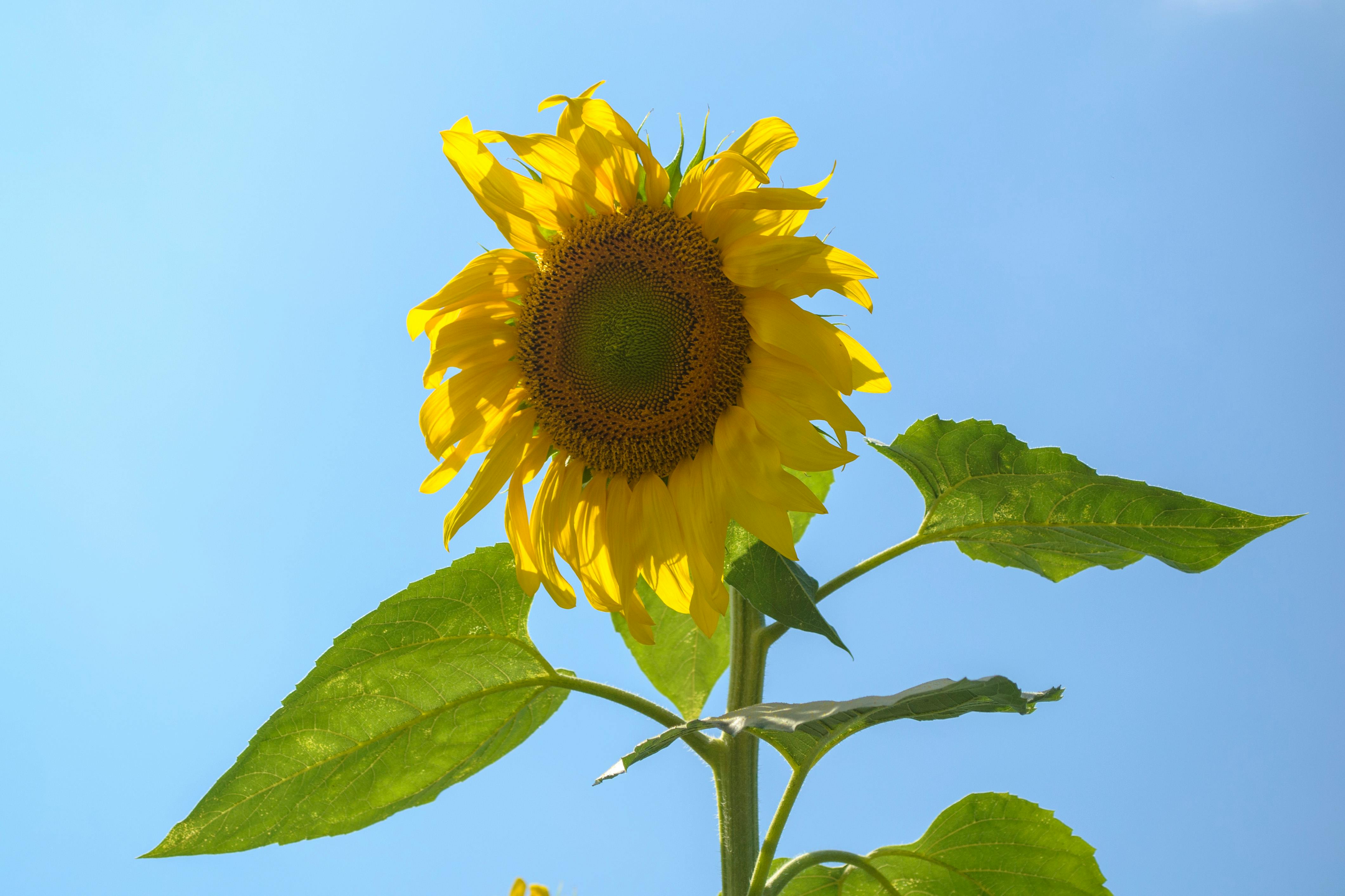 Sunflower · Free Stock Photo