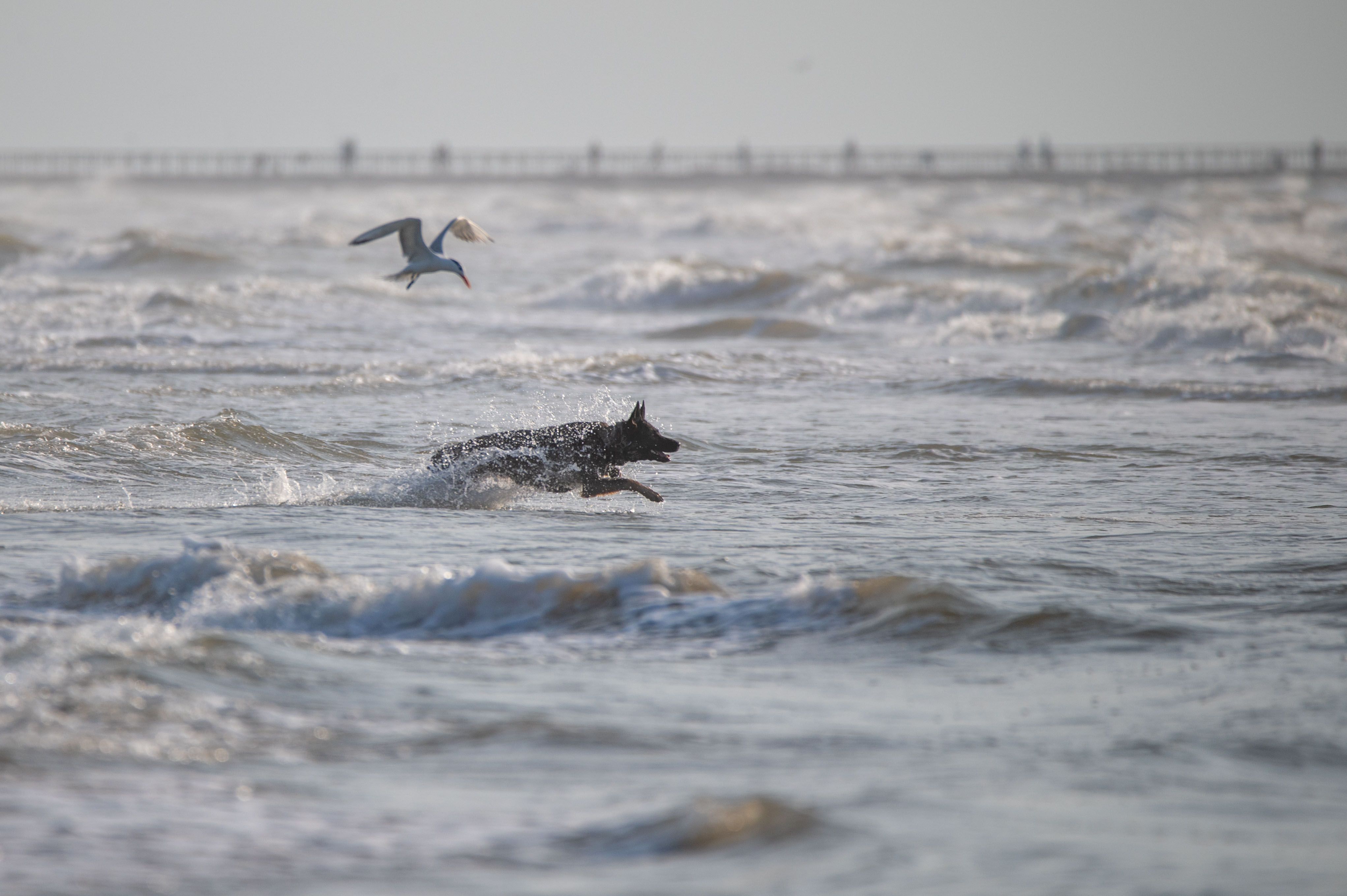 A dog running in the ocean with seagulls flying · Free Stock Photo