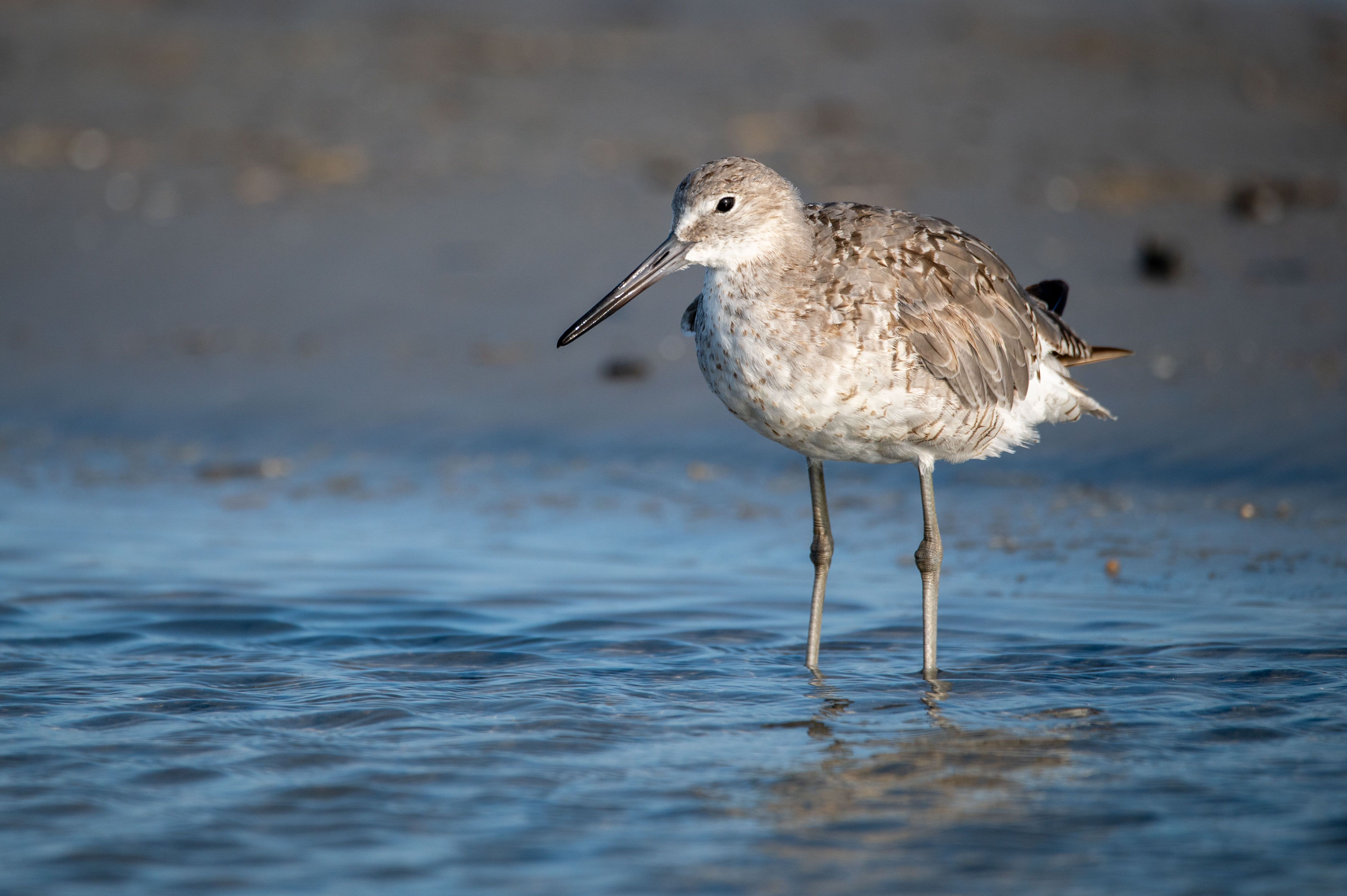 A bird standing in shallow water on a beach · Free Stock Photo