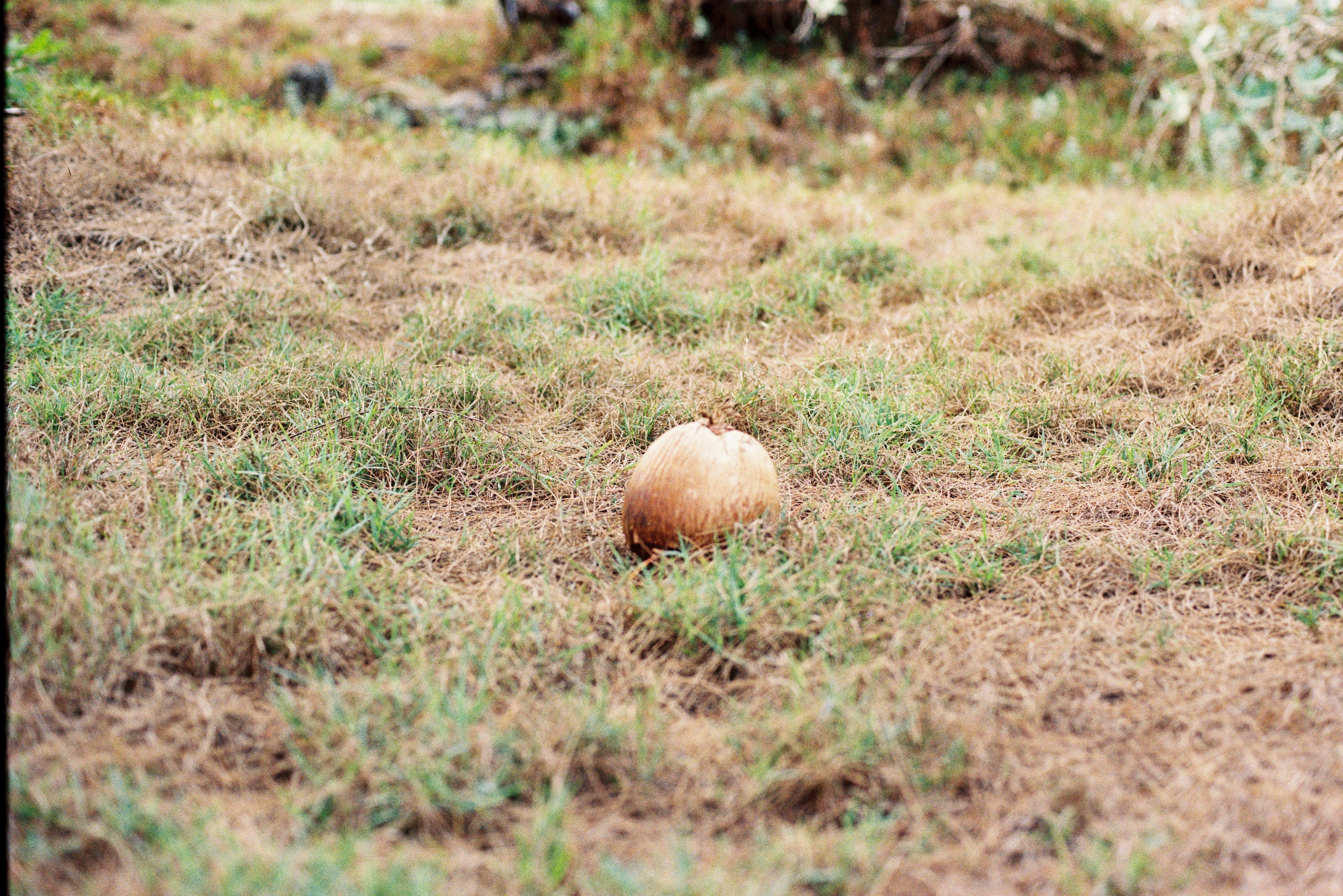 A coconut on the ground in a field · Free Stock Photo