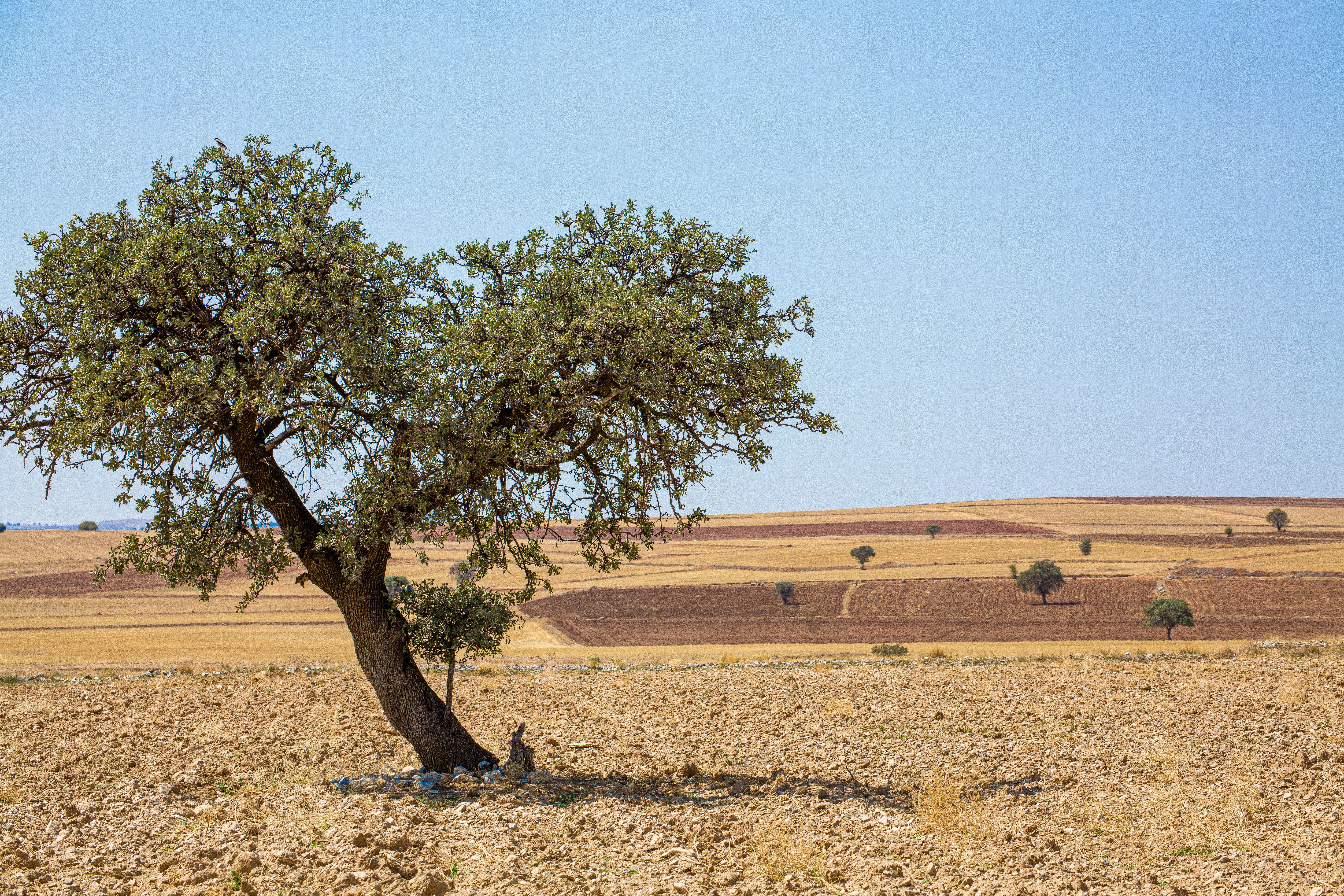 A lone tree in a barren field · Free Stock Photo