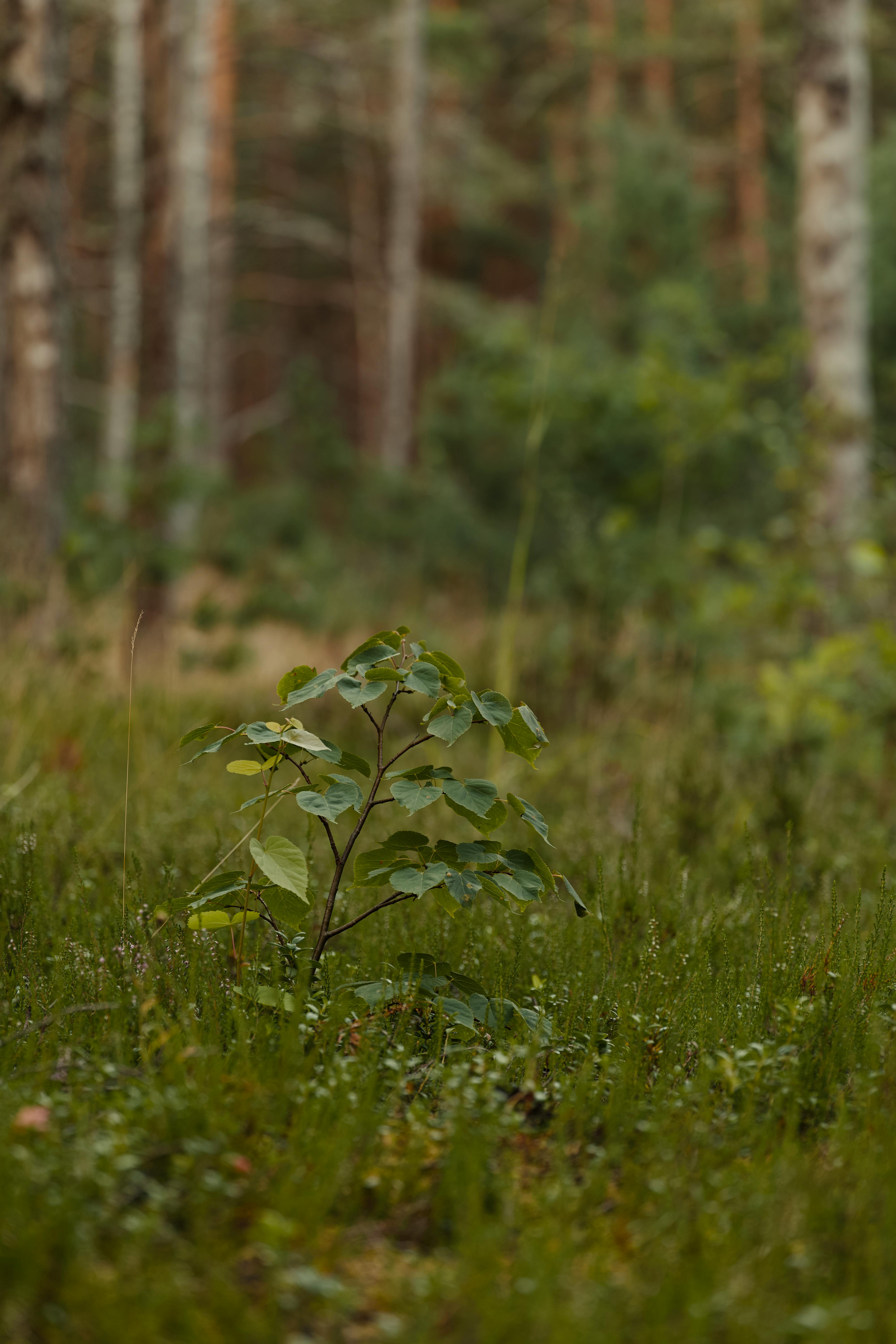 Small deciduous tree in a green forest · Free Stock Photo