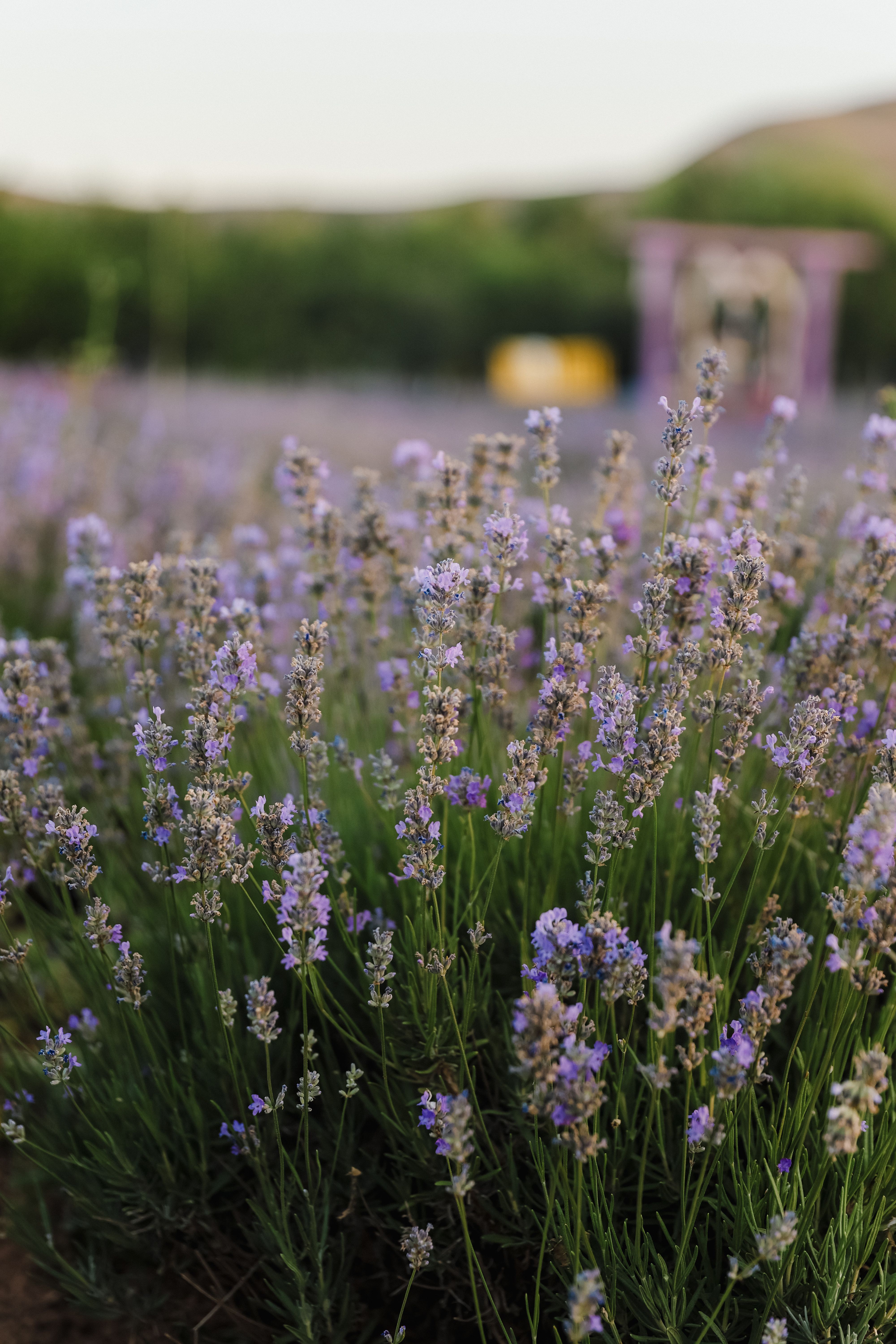 Brunette in Negligee in Lavender Field · Free Stock Photo