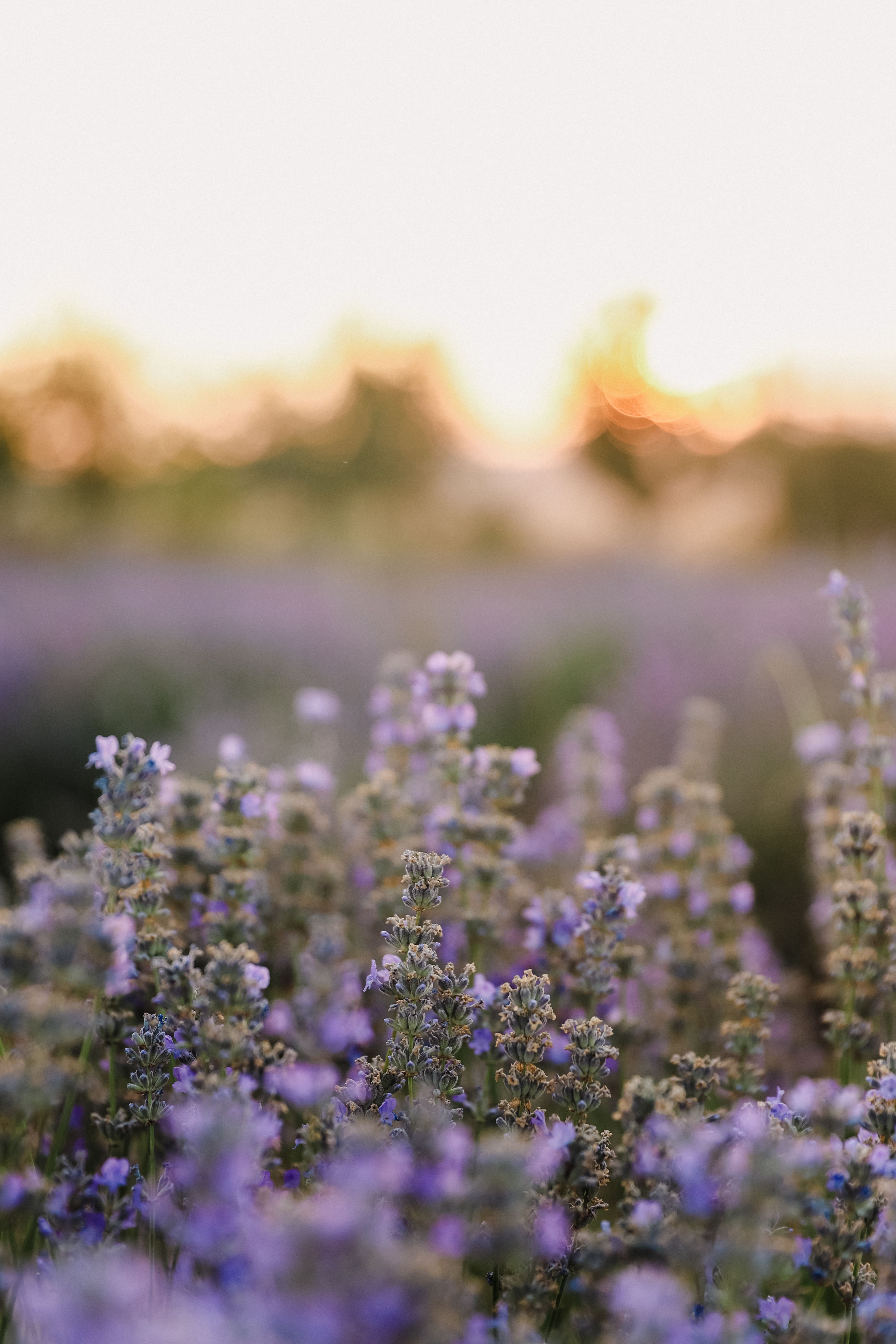 Purple Flower Field · Free Stock Photo