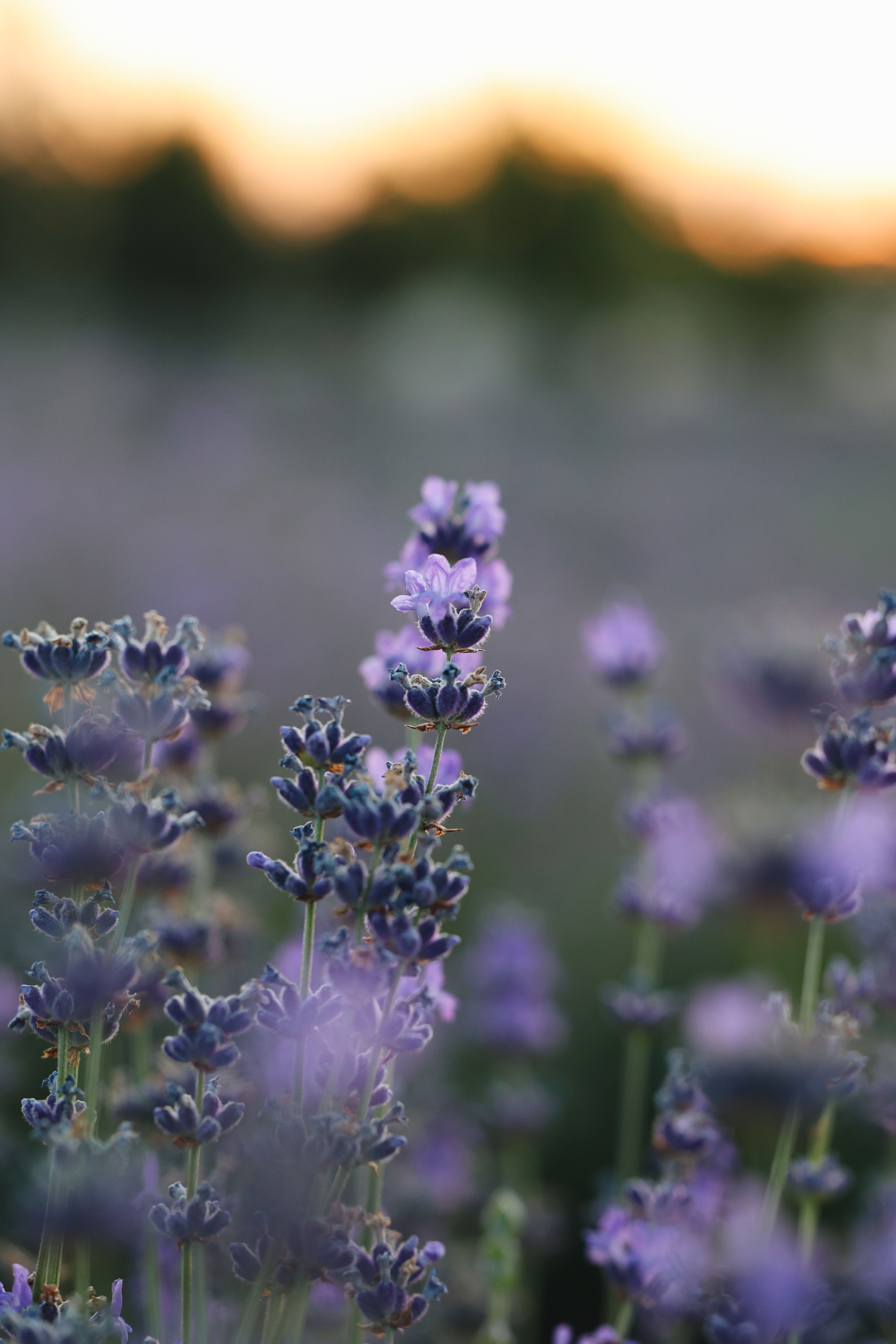 Brunette in Negligee in Lavender Field · Free Stock Photo