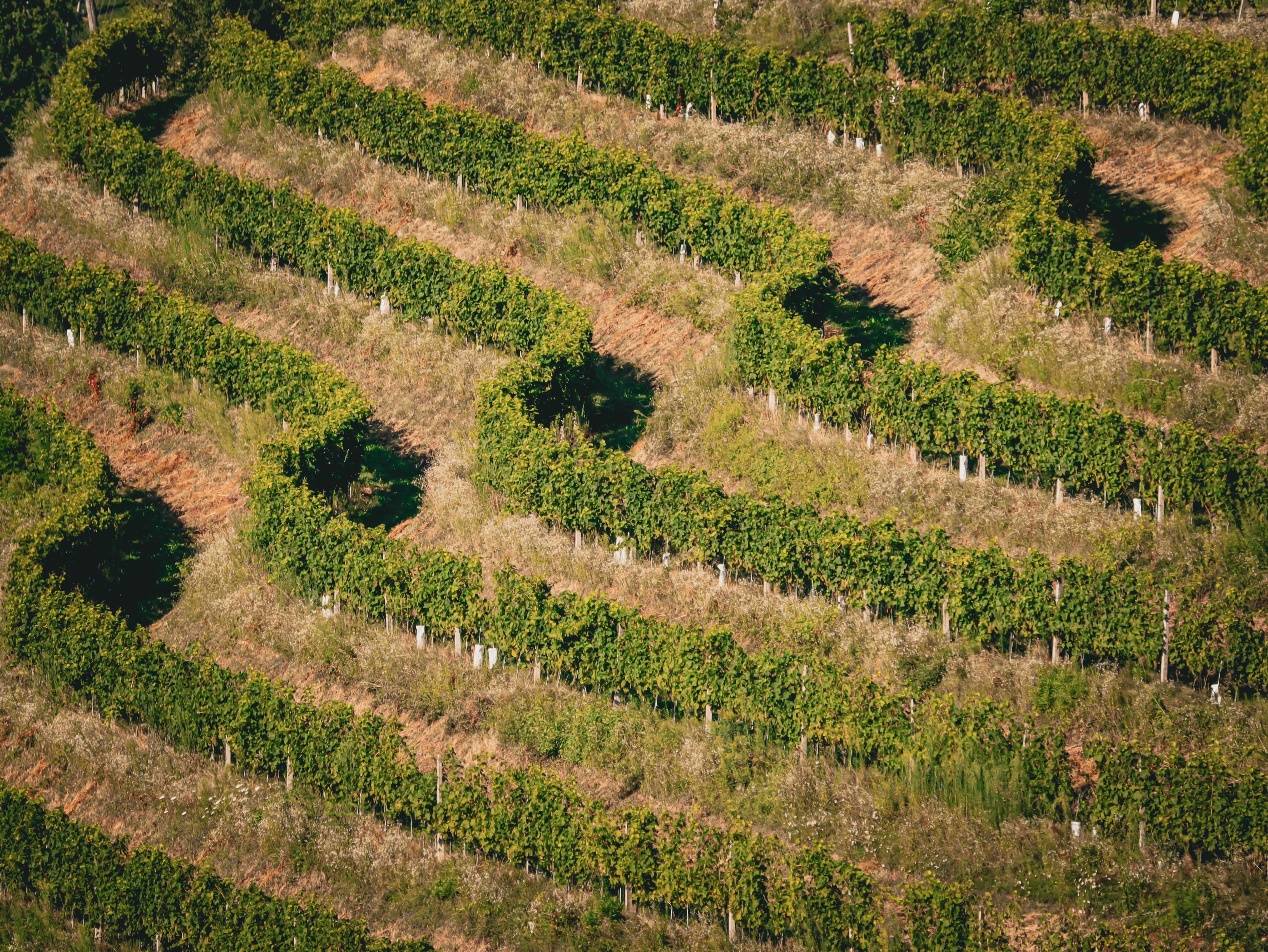 An aerial view of a vineyard with rows of trees · Free Stock Photo