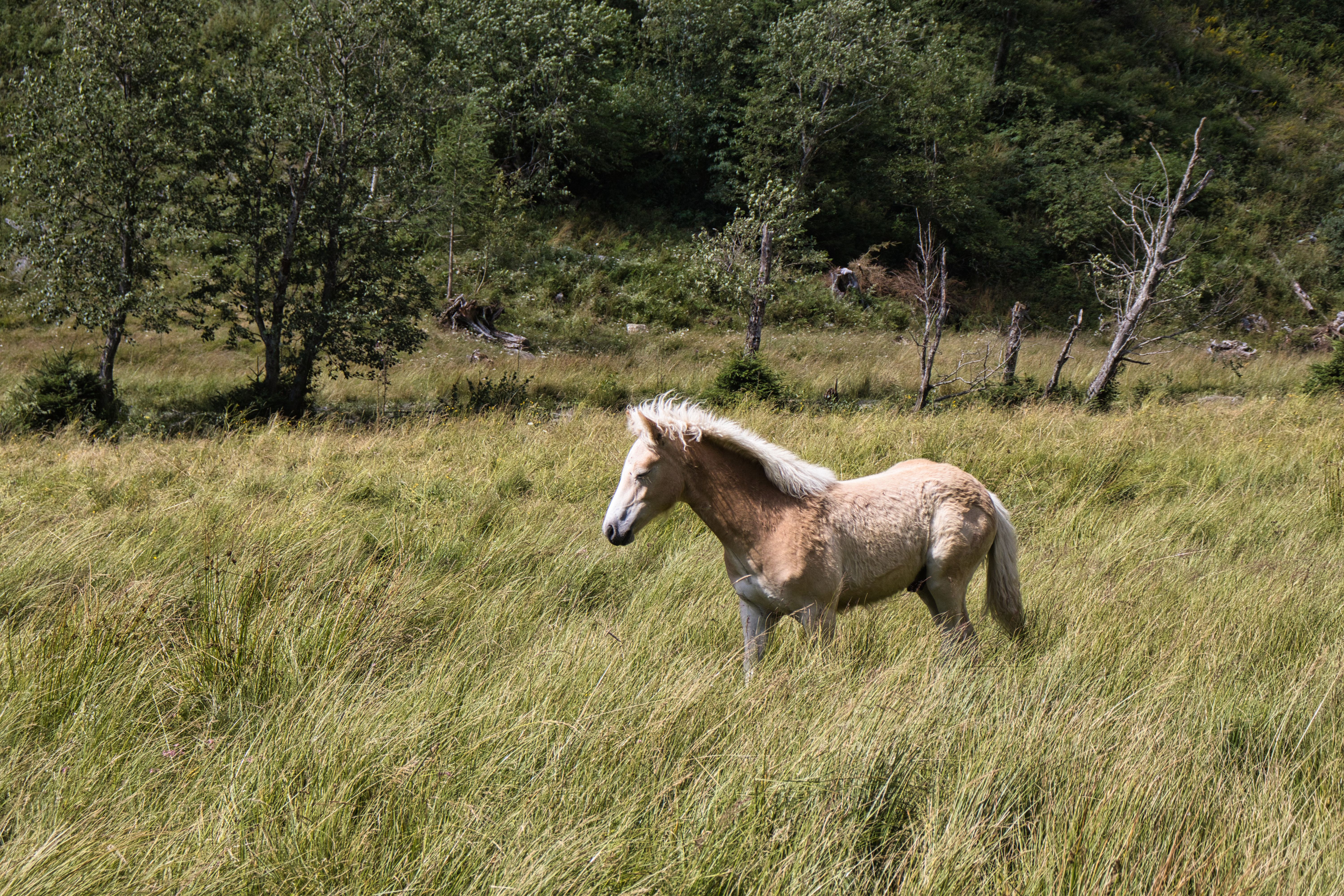 A horse is walking through a field of tall grass · Free Stock Photo