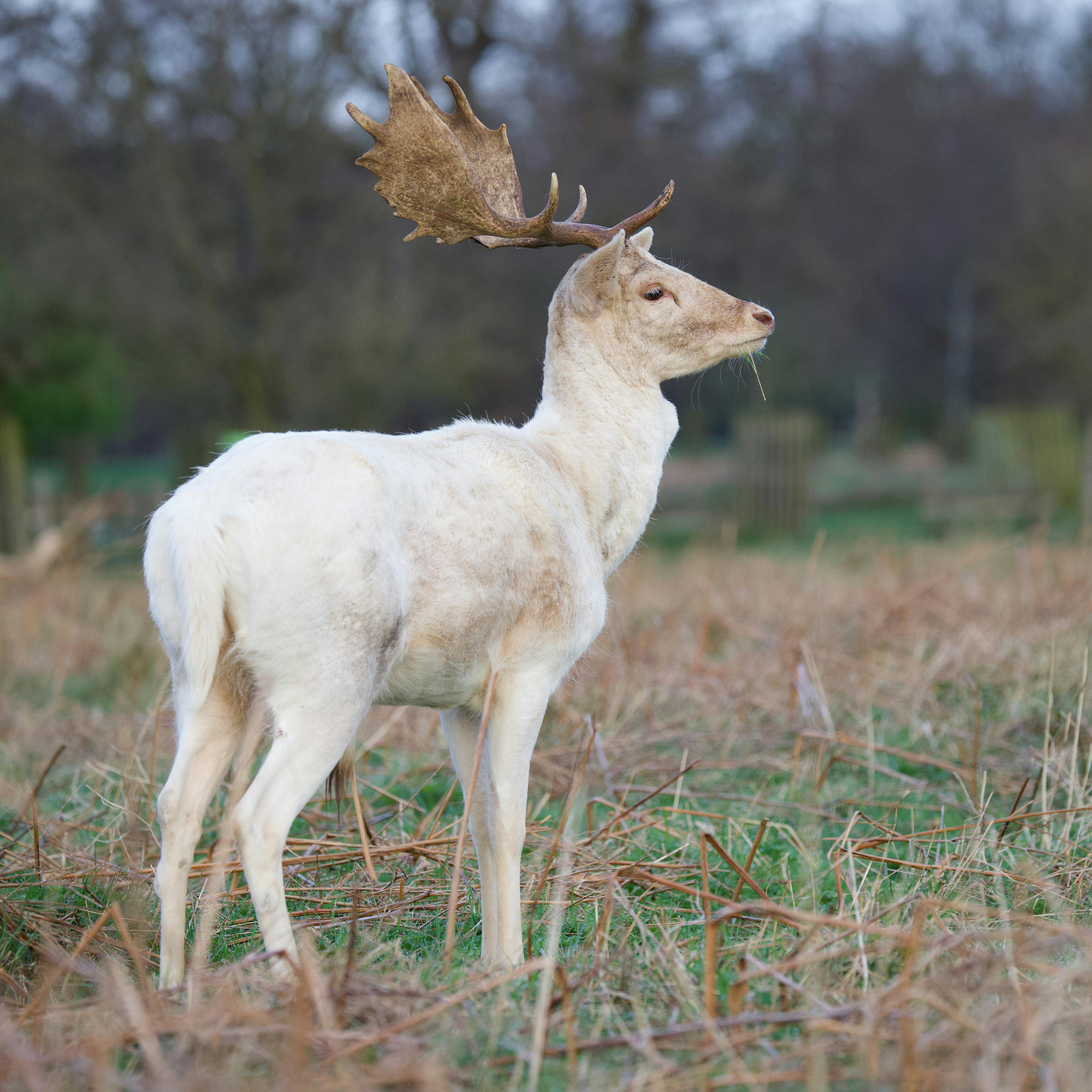 Leucistic Fallow Deer Stag · Free Stock Photo
