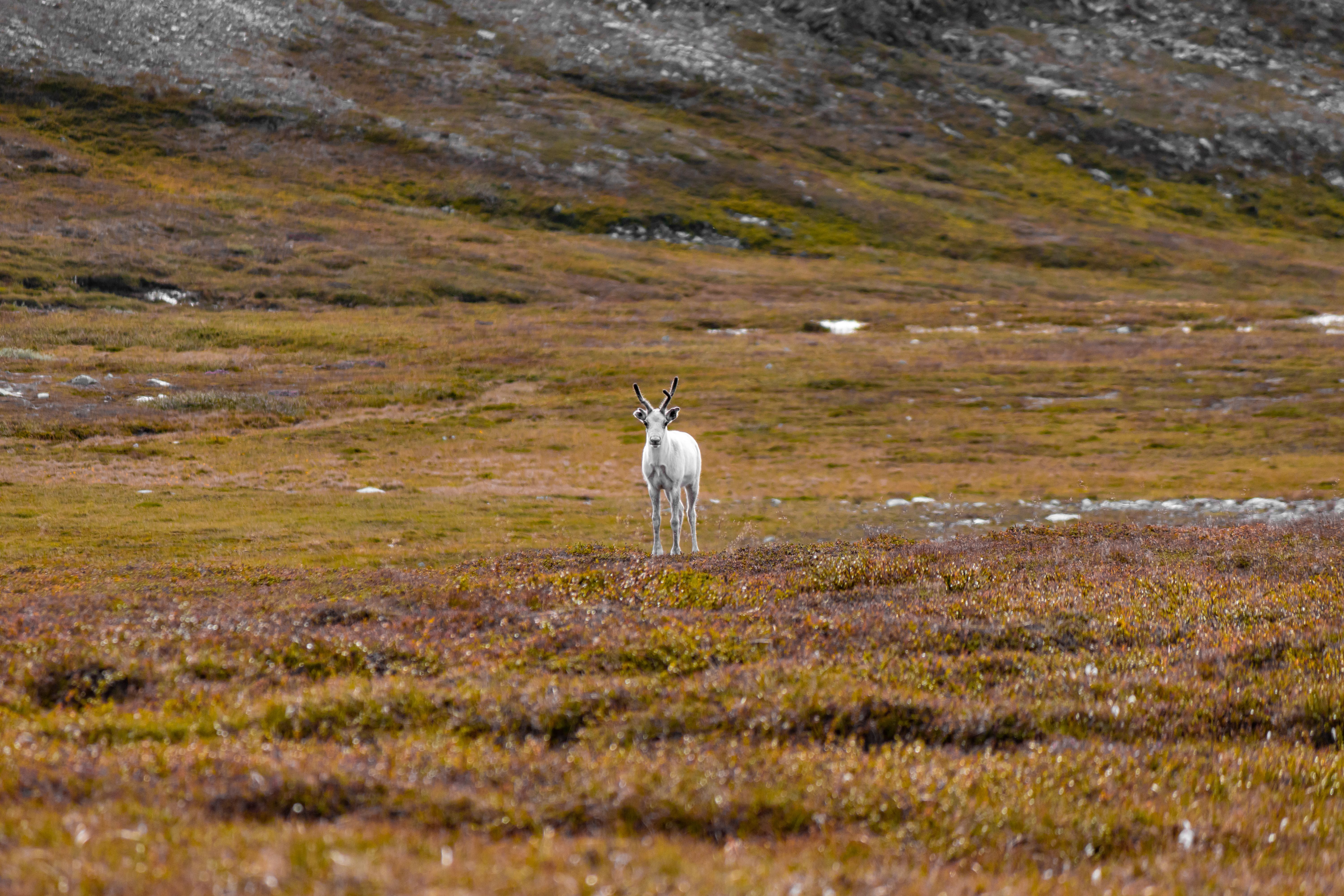 White reindeer in Norway. · Free Stock Photo