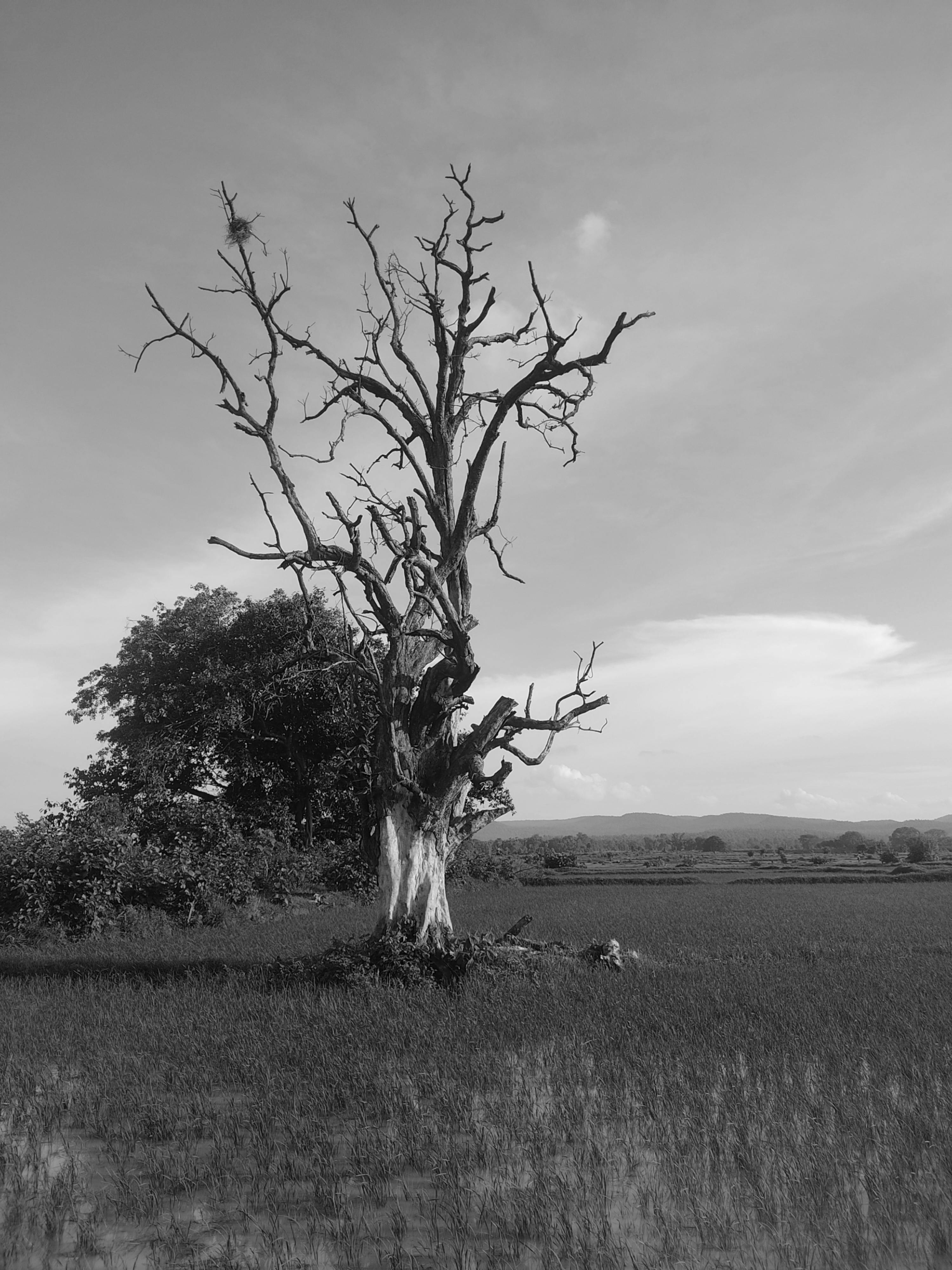 Monochrome Photo of Leafless Tree · Free Stock Photo