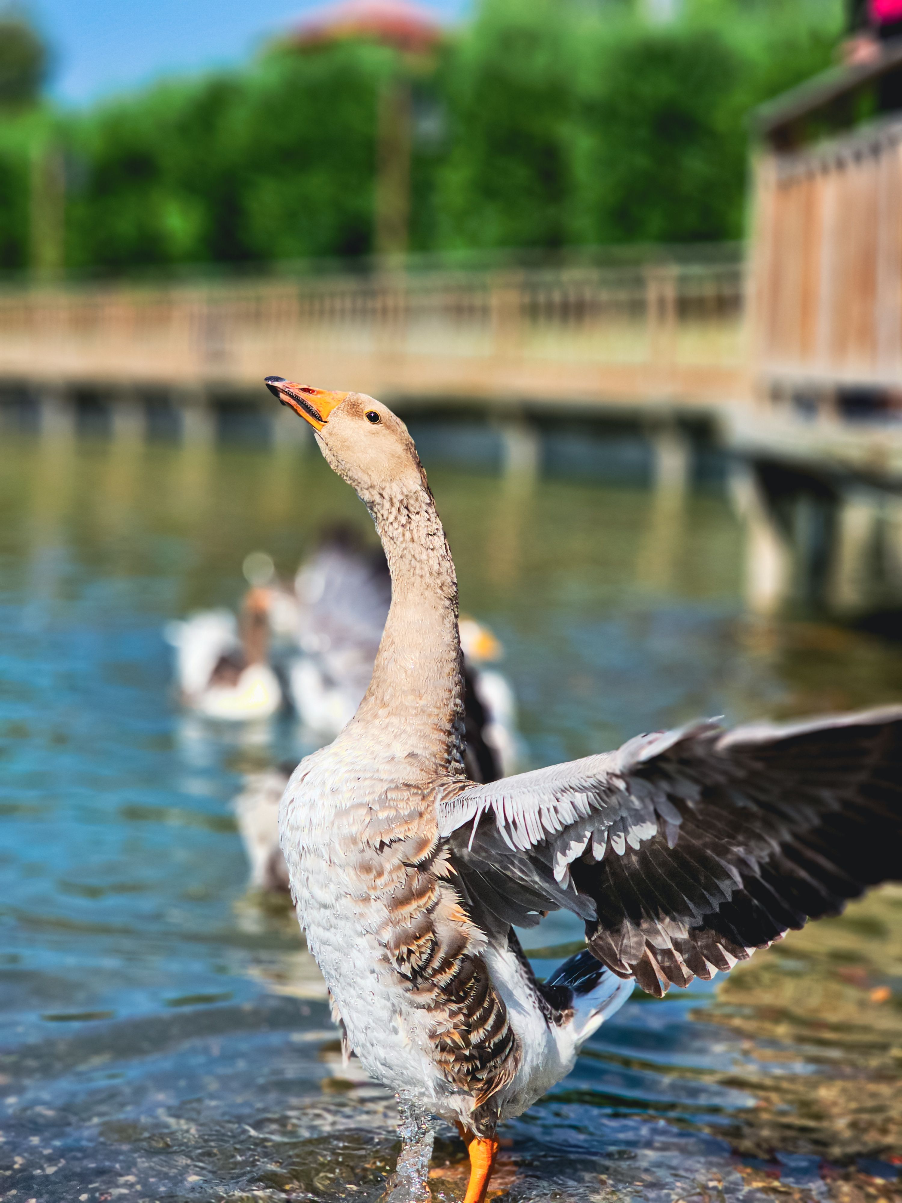A goose with its wings spread out on the water · Free Stock Photo