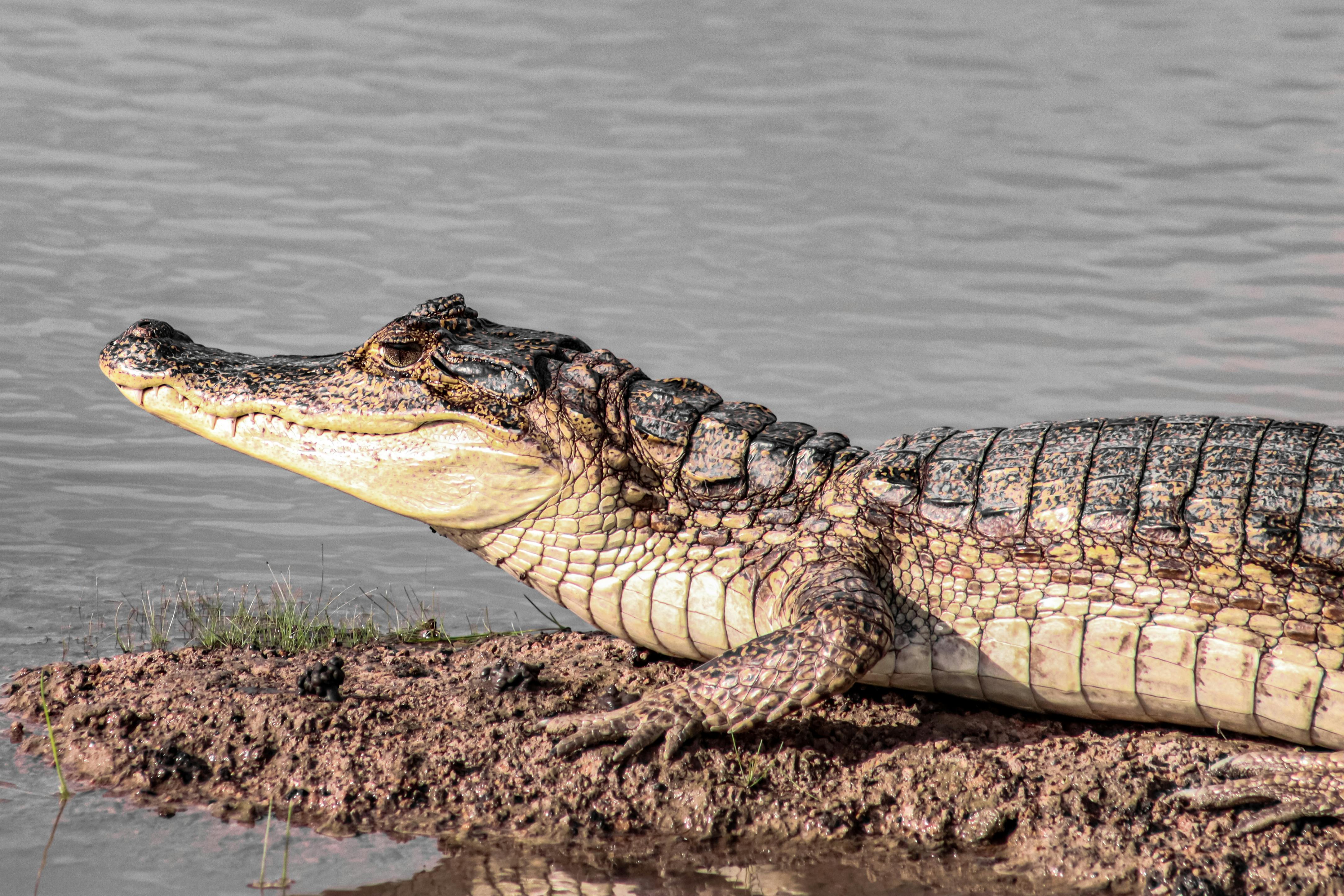 Caiman en las llanuras inundadas de los llanos colombianos · Free Stock ...