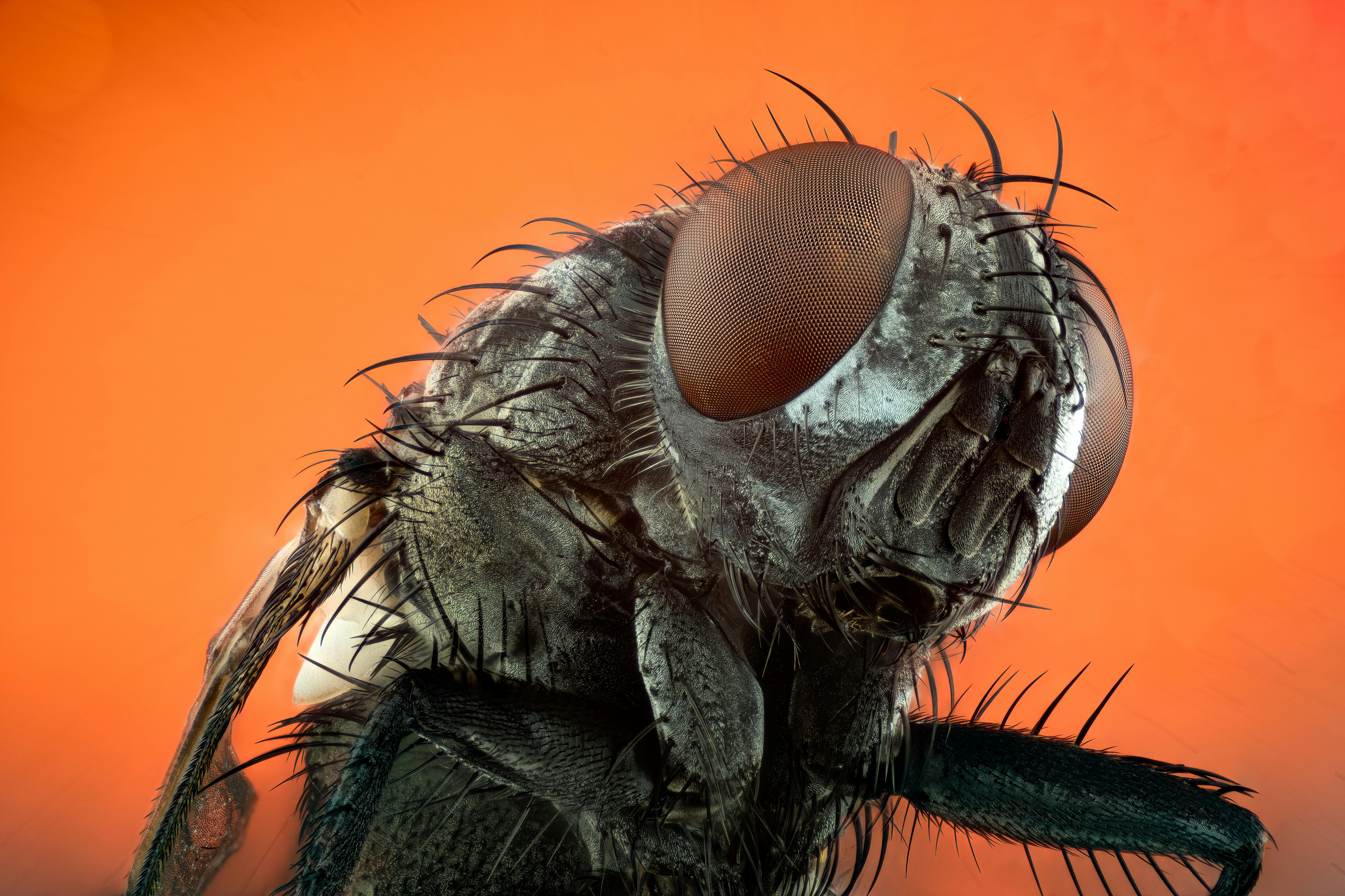 Mosca · Free Stock Photo