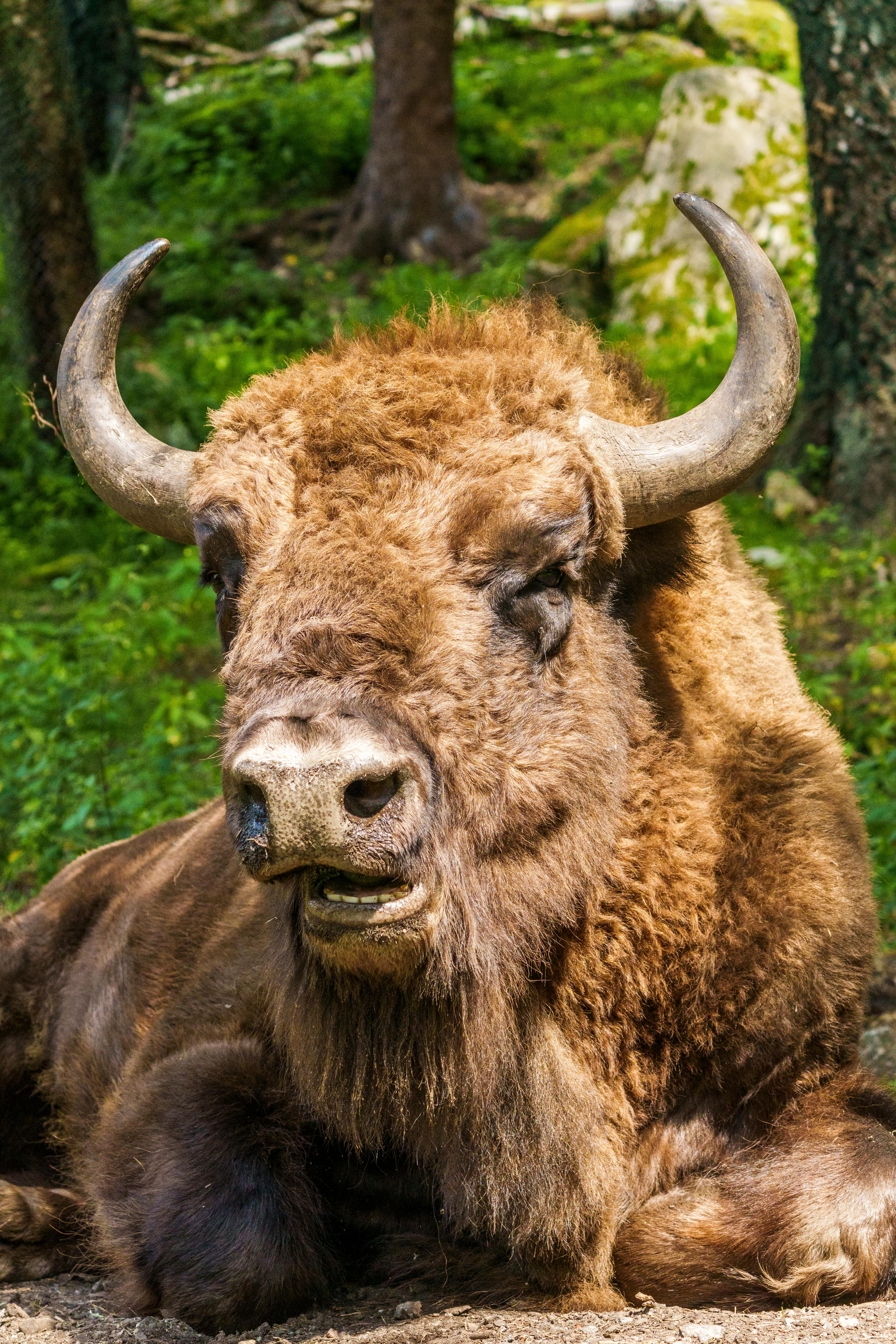 A bison laying down in the woods with its horns · Free Stock Photo