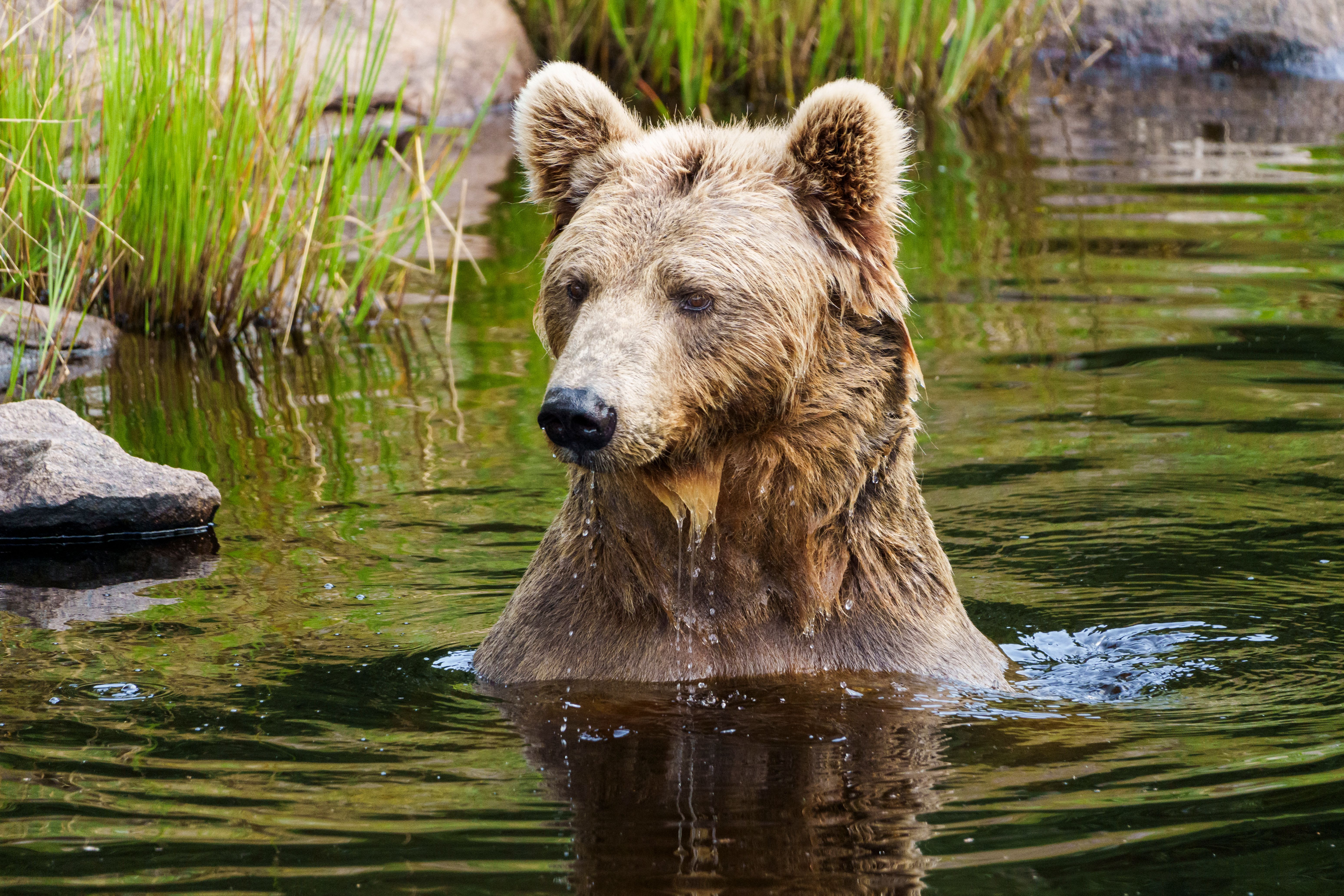 A brown bear in the water · Free Stock Photo