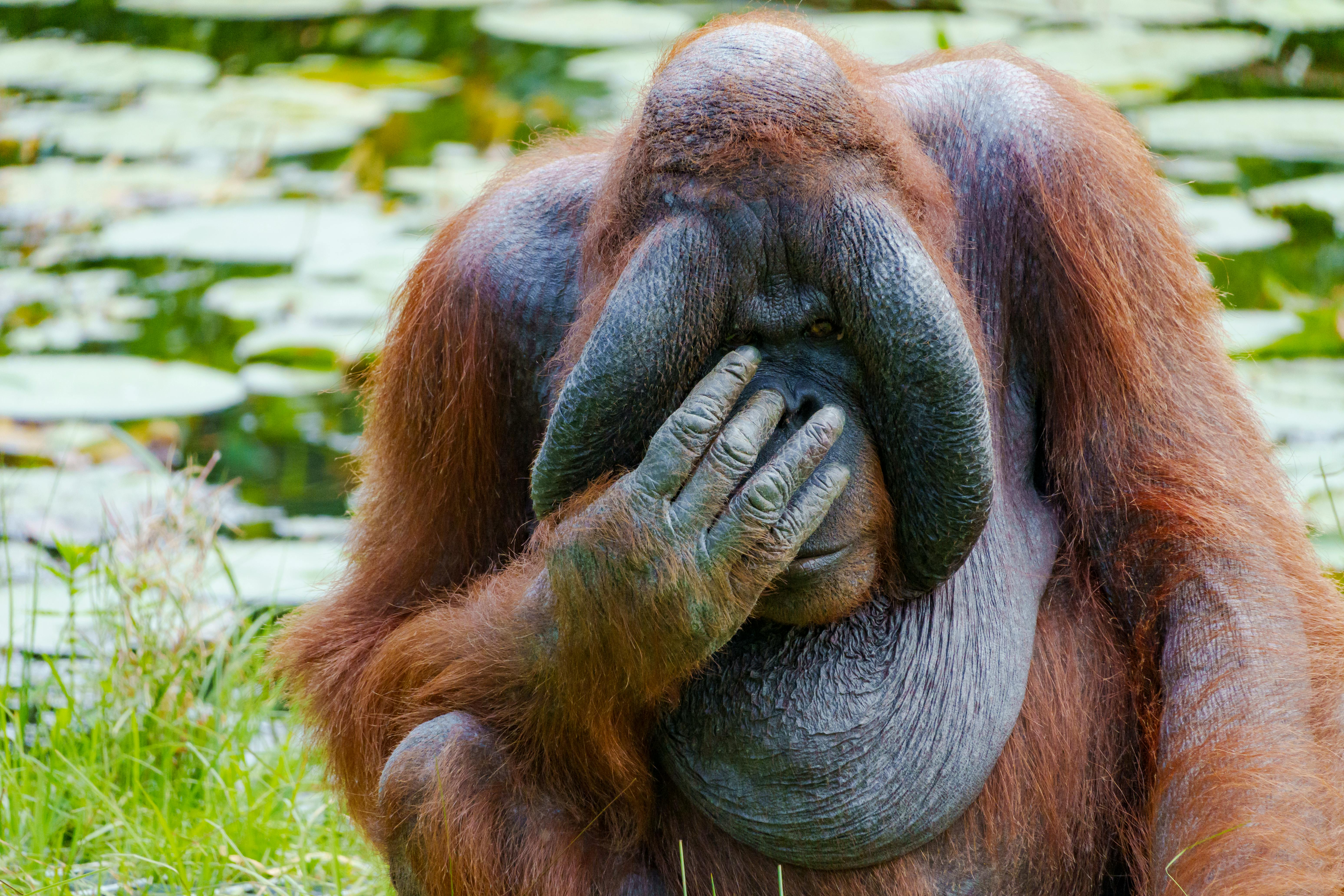 A large orangutan sitting on the ground with his hands covering his ...