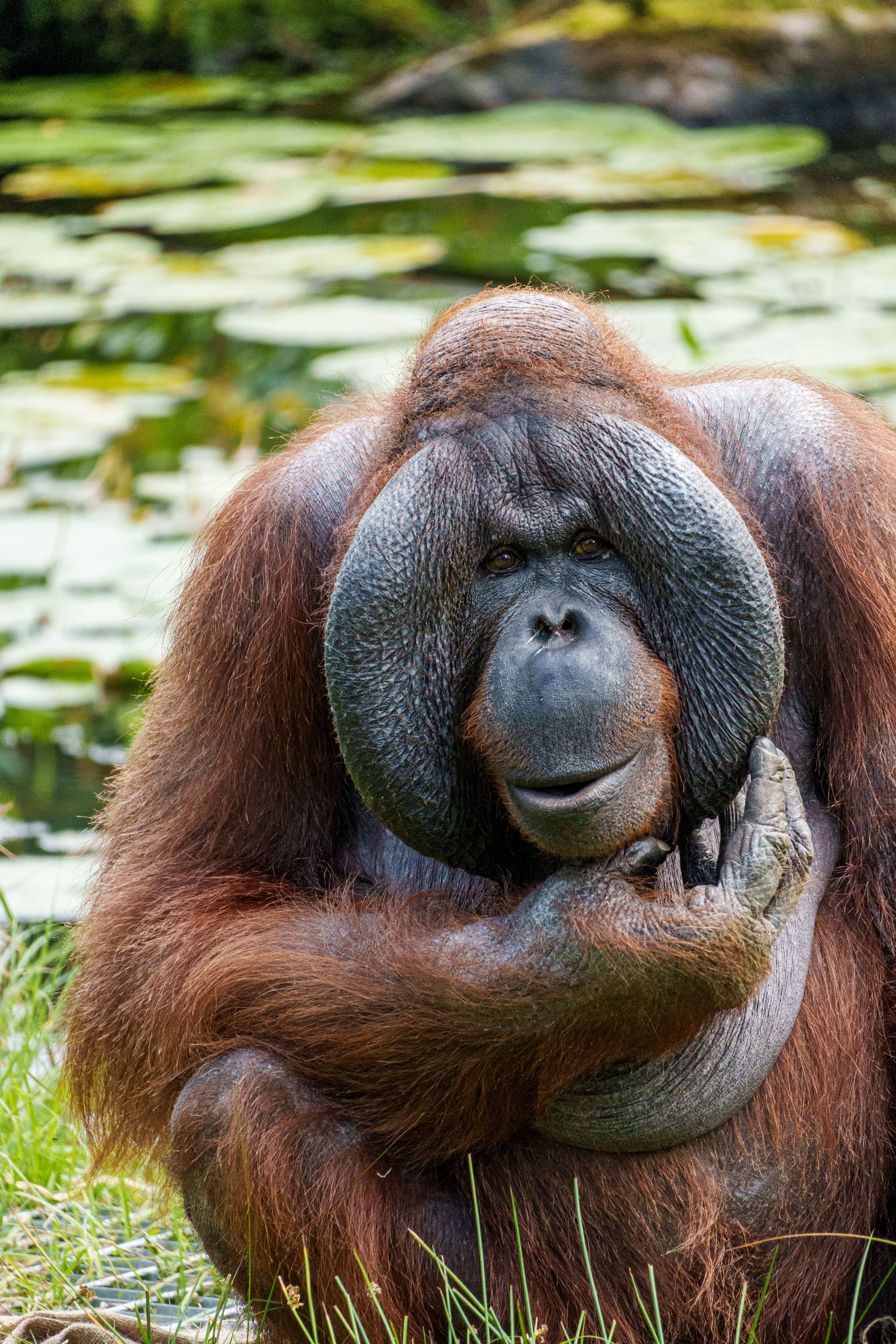 Primate Sanctuary Photos, Download The BEST Free Primate Sanctuary ...