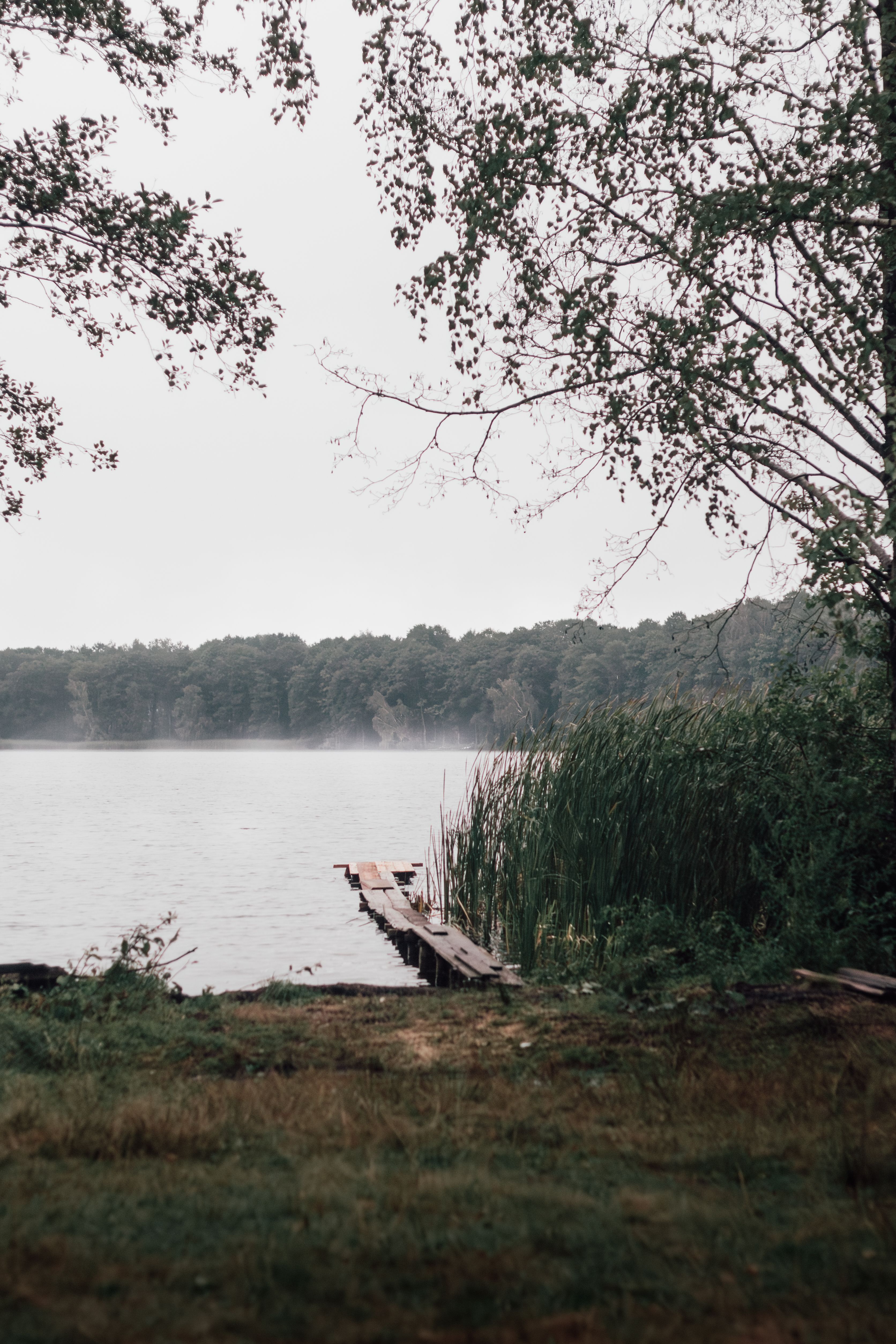 A lake with a log on it and a tree · Free Stock Photo